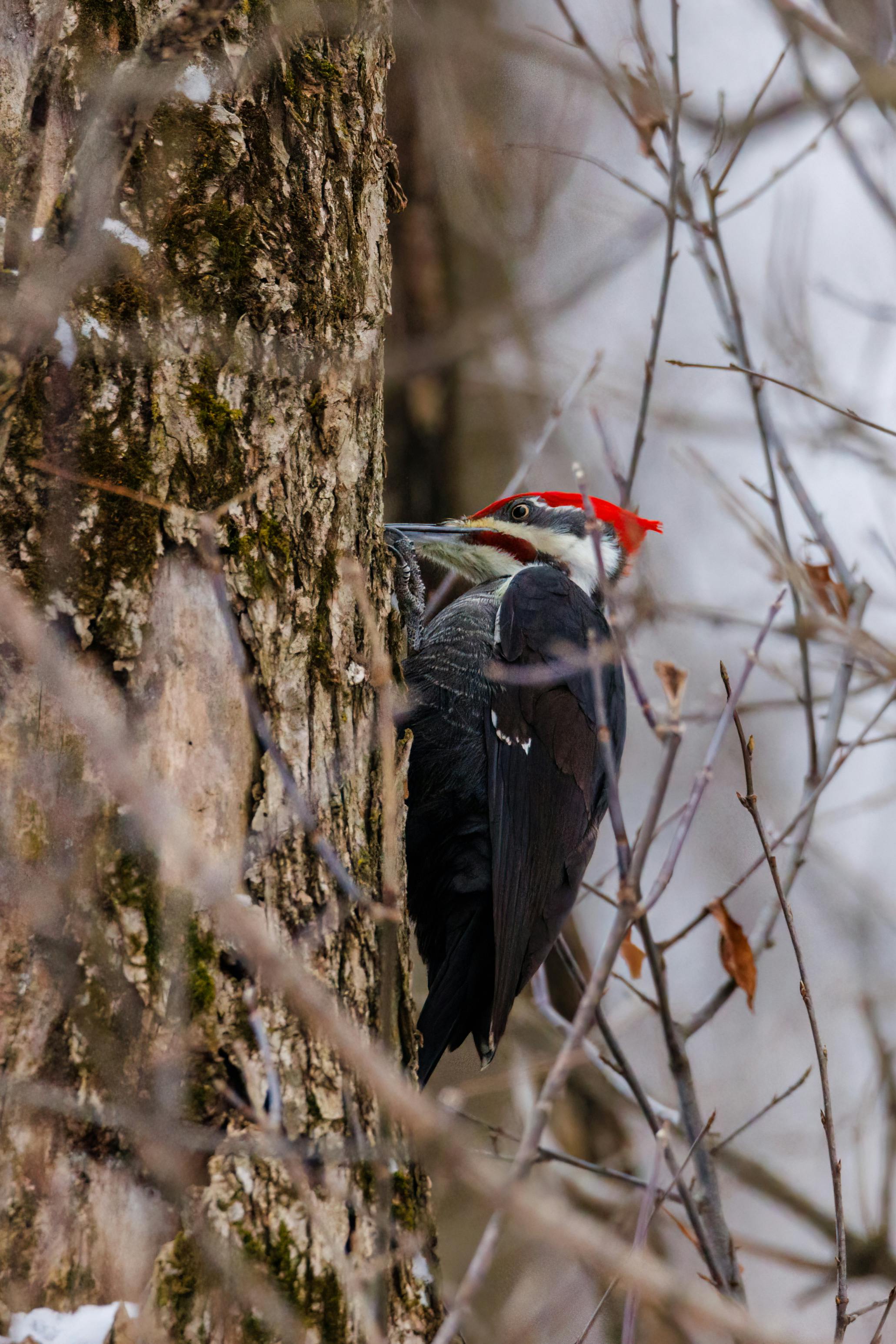 Pileated Woodpecker Pecking a Tree Trunk · Free Stock Photo