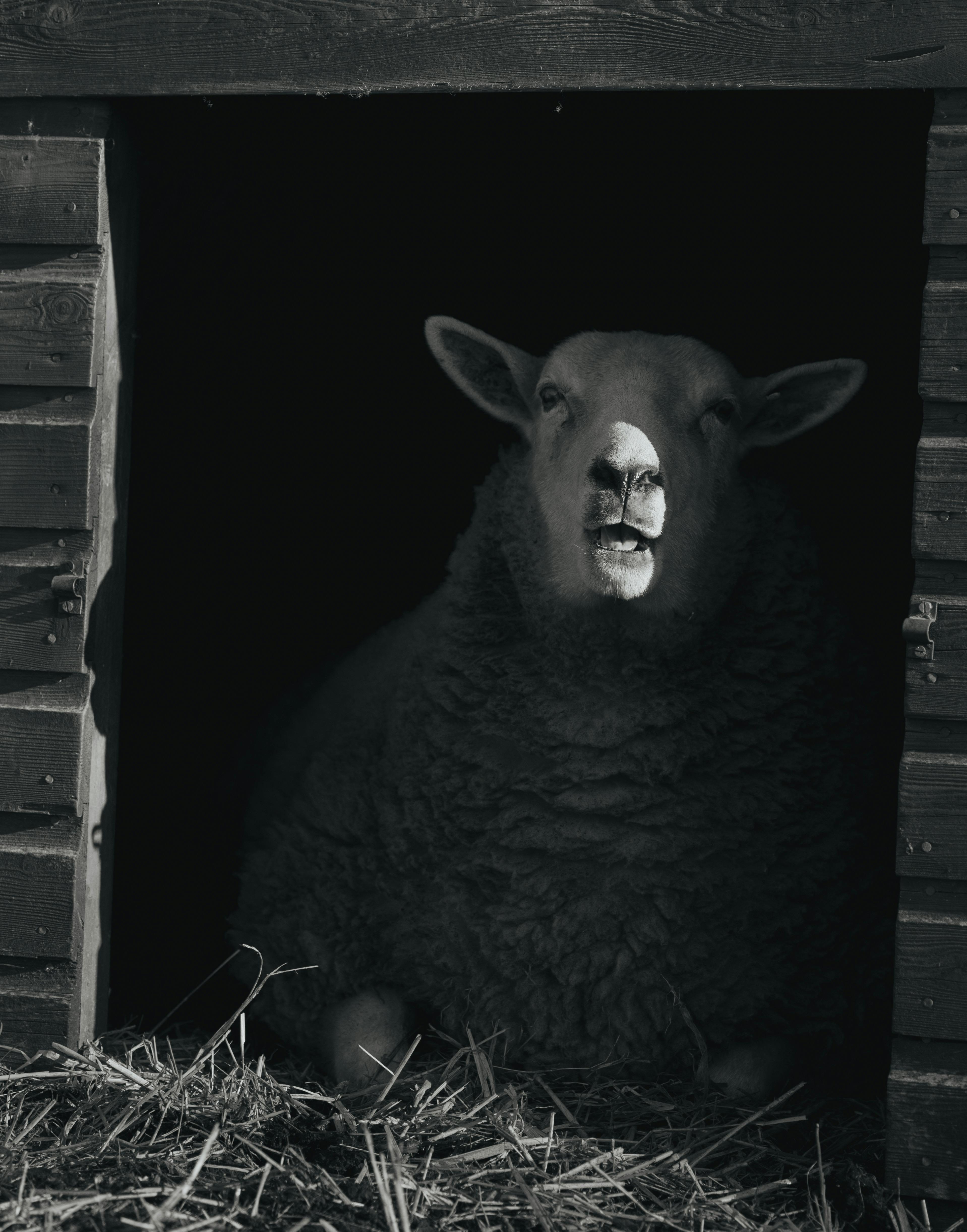 Shan The Sheep Photos, Download Free Shan The Sheep Stock Photos & HD ...