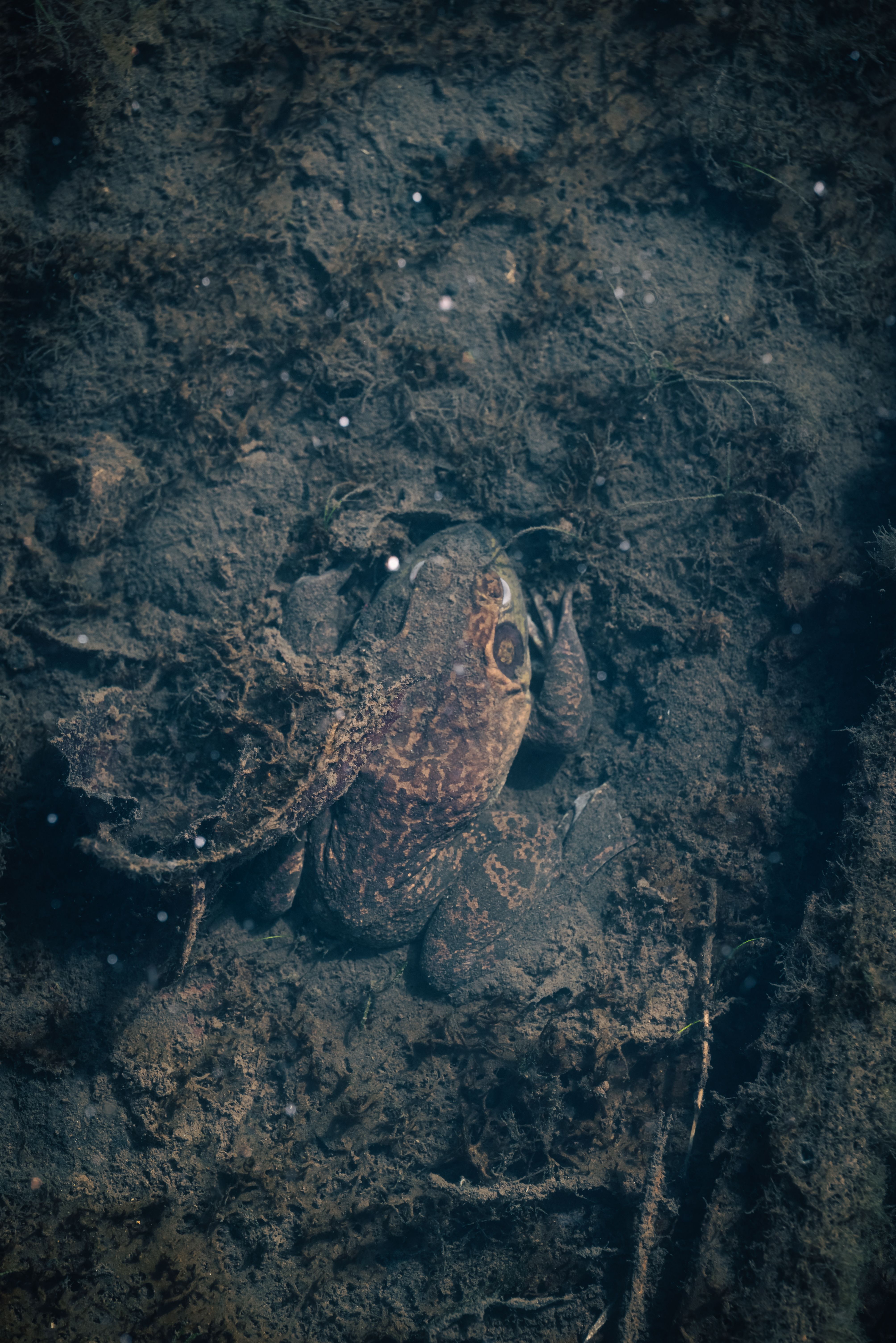 Poison Dark Frog Photos, Download The BEST Free Poison Dark Frog Stock ...