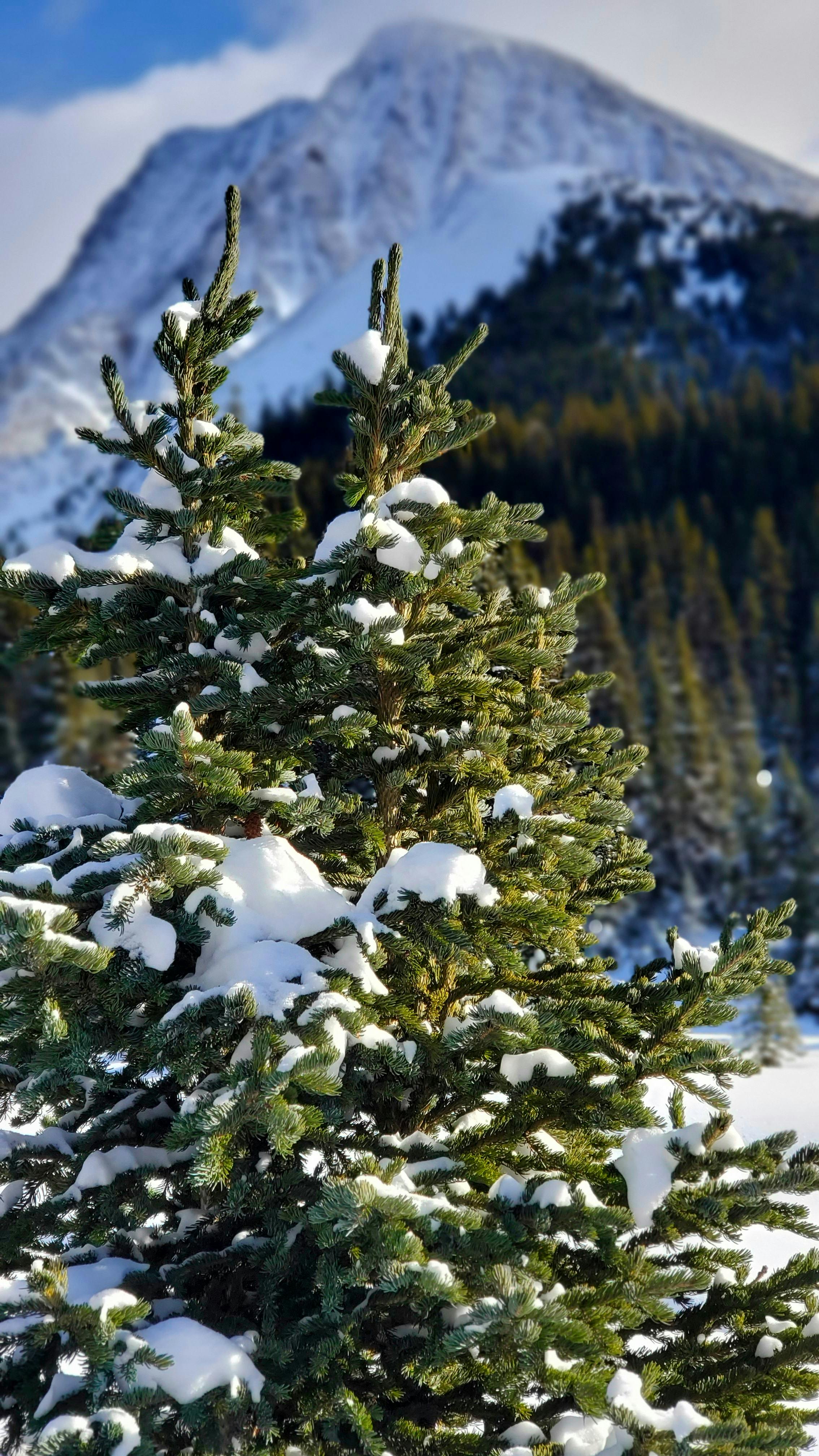 Green Pine Tree Covered With Snow · Free Stock Photo