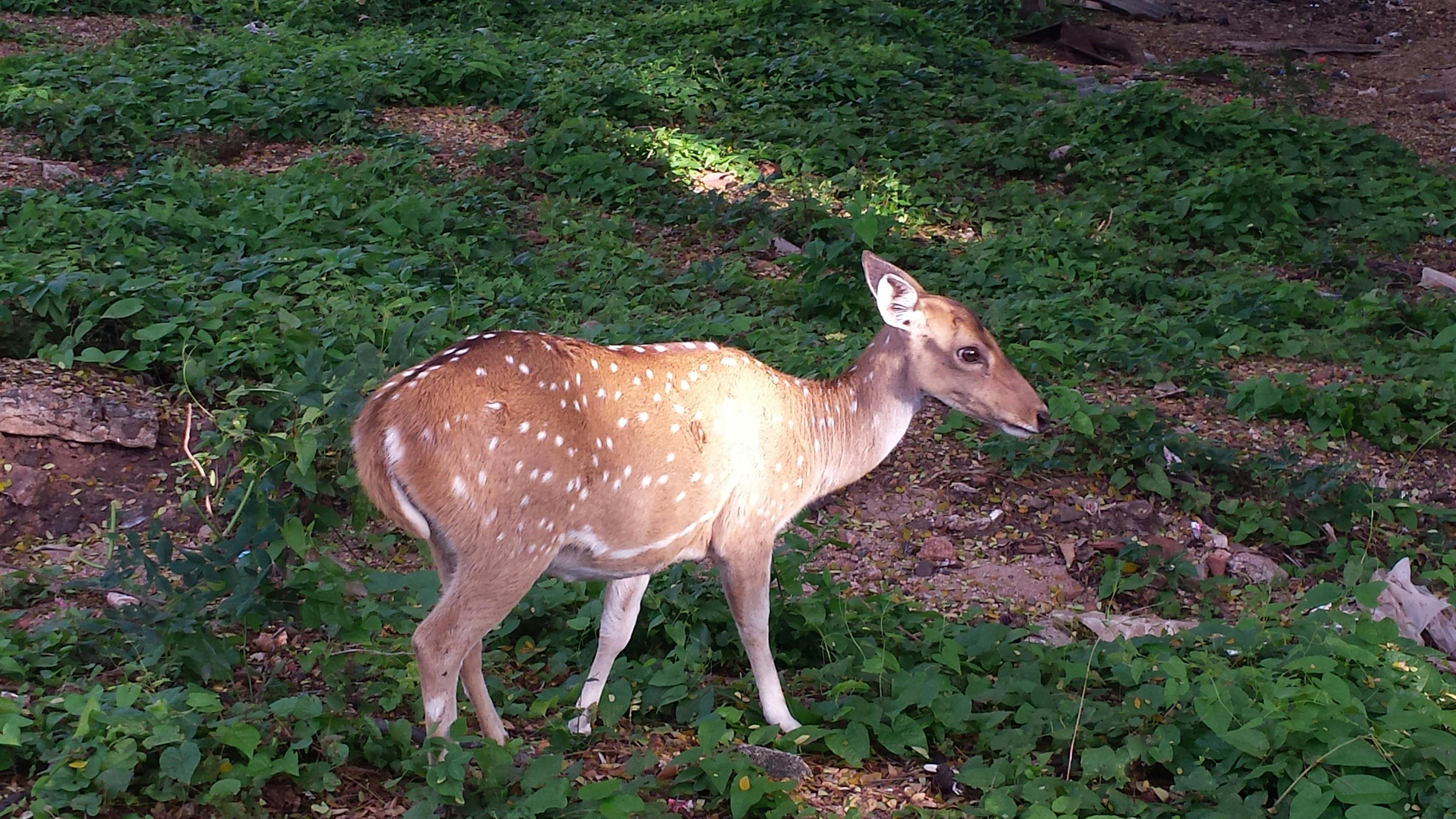 Free stock photo of deer