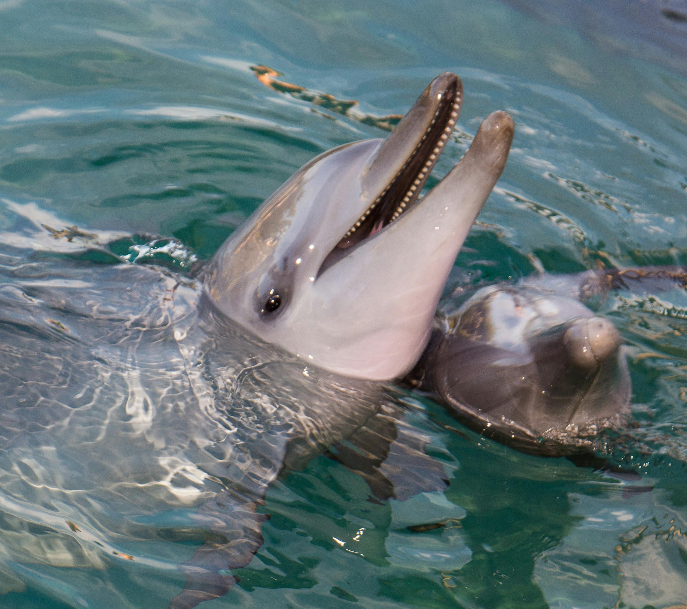 troy carroll - 摄影