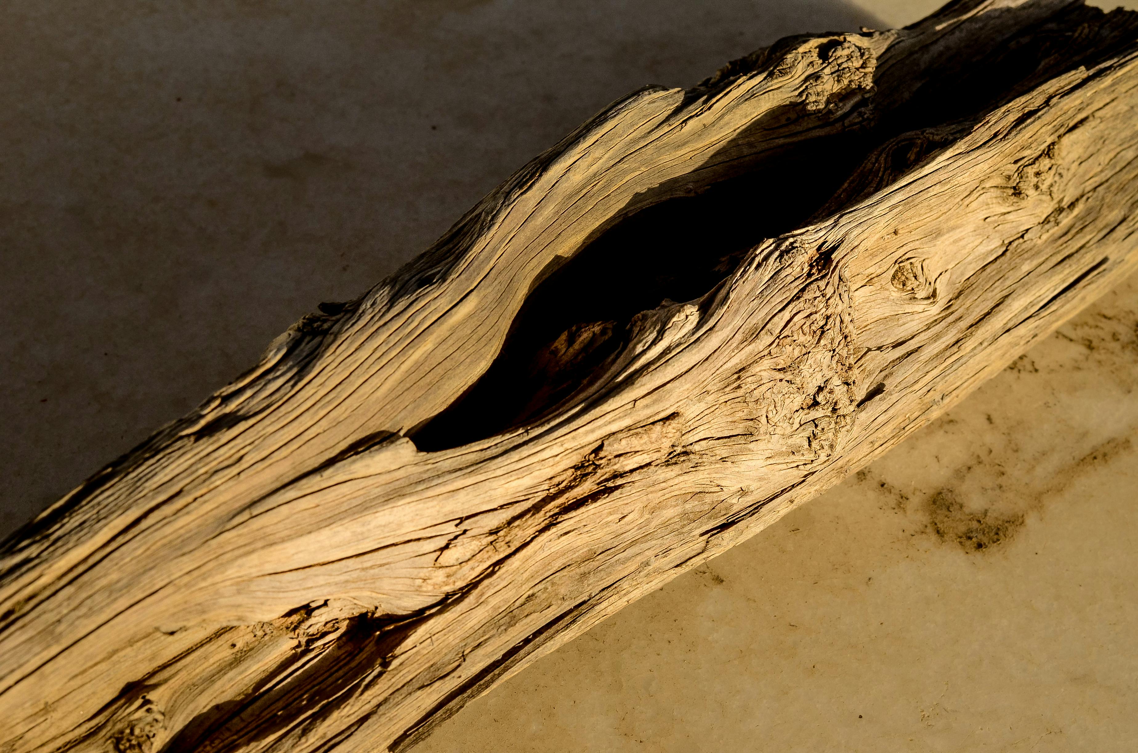 Brown Tree Trunk · Free Stock Photo