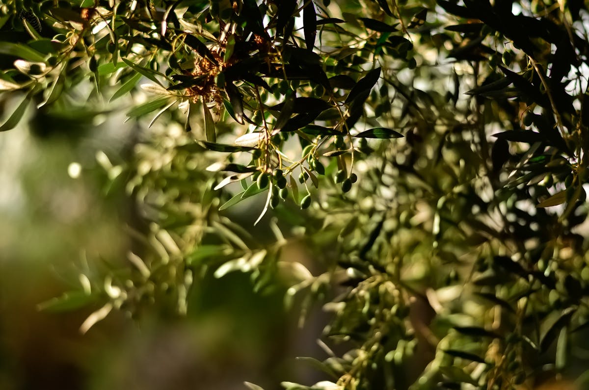 Olive Photos, Download The BEST Free Olive Stock Photos & HD Images