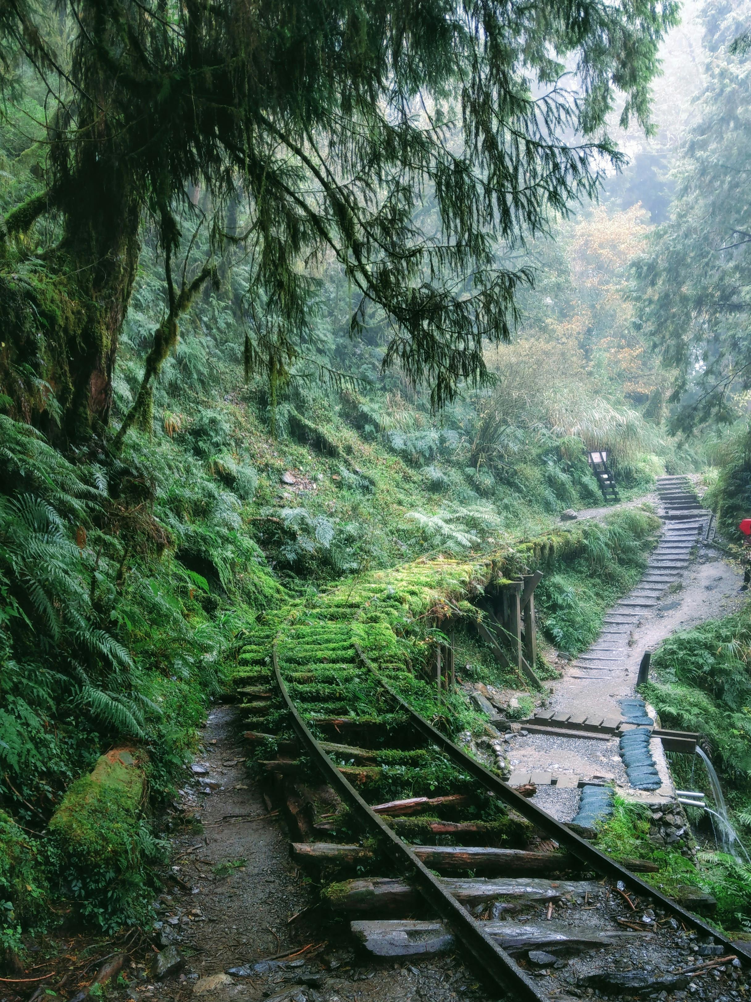 Moss on Abandoned Railway in Forest · Free Stock Photo