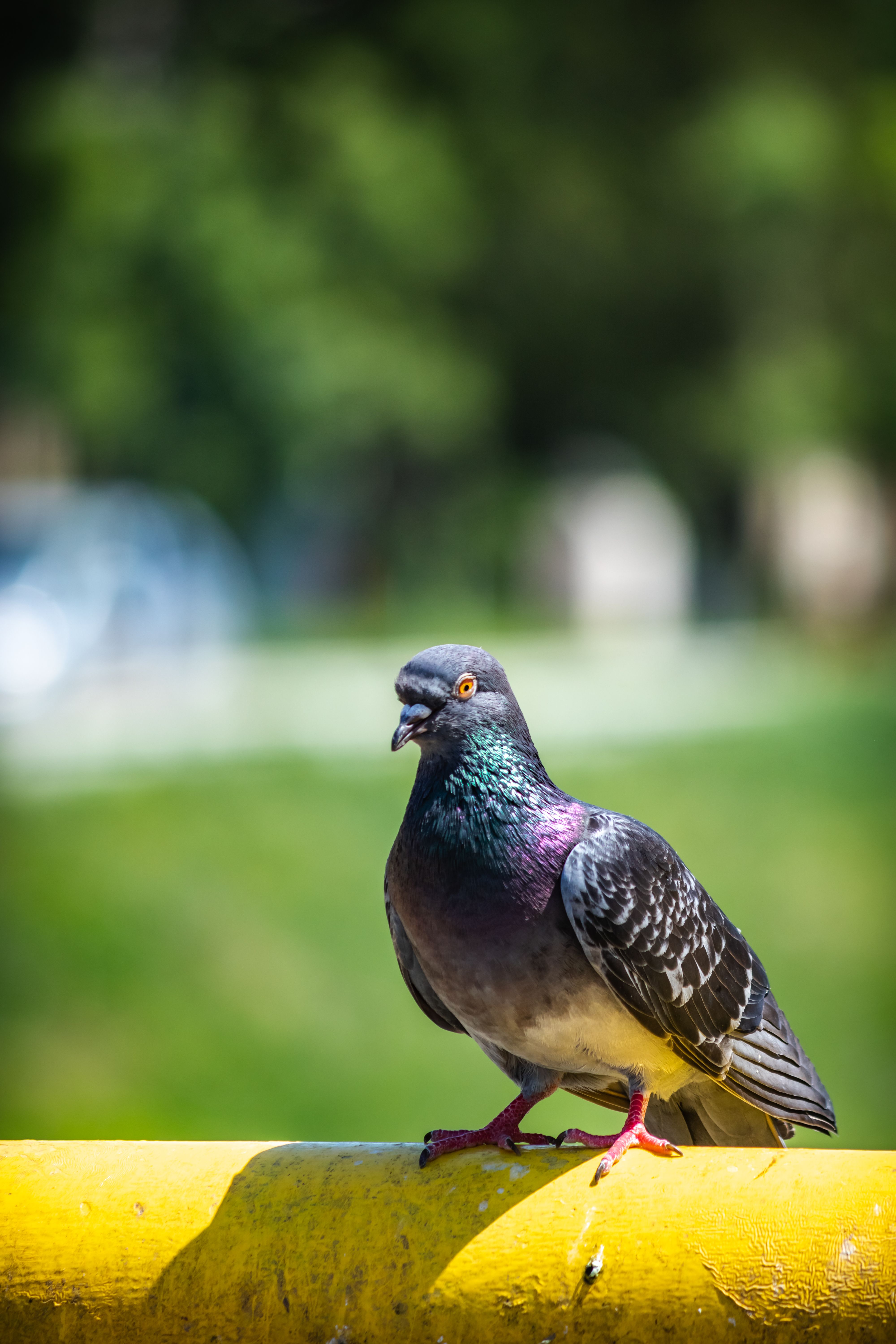Feral Pigeon in Blurred Background · Free Stock Photo