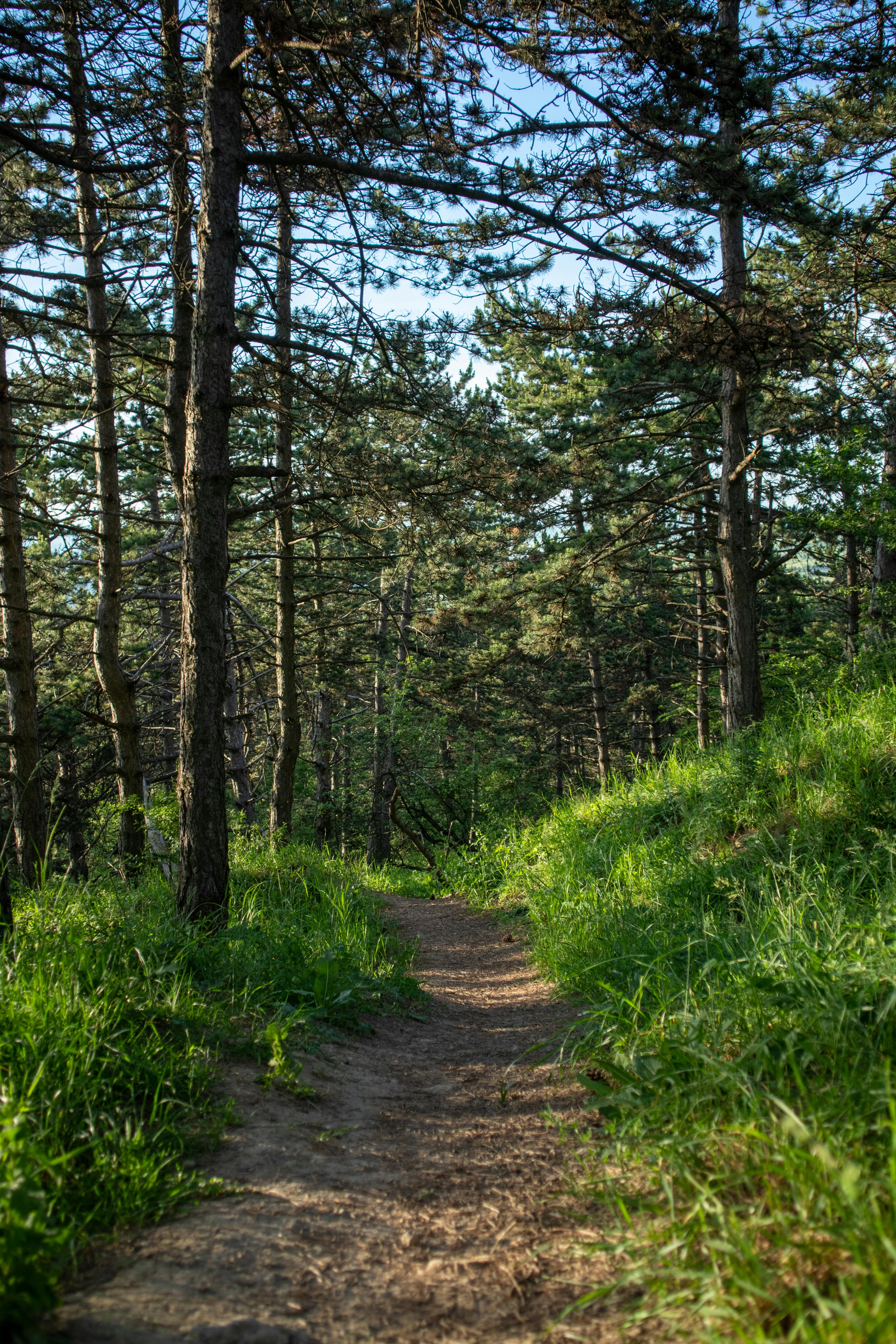 A Pathway in the Forest · Free Stock Photo