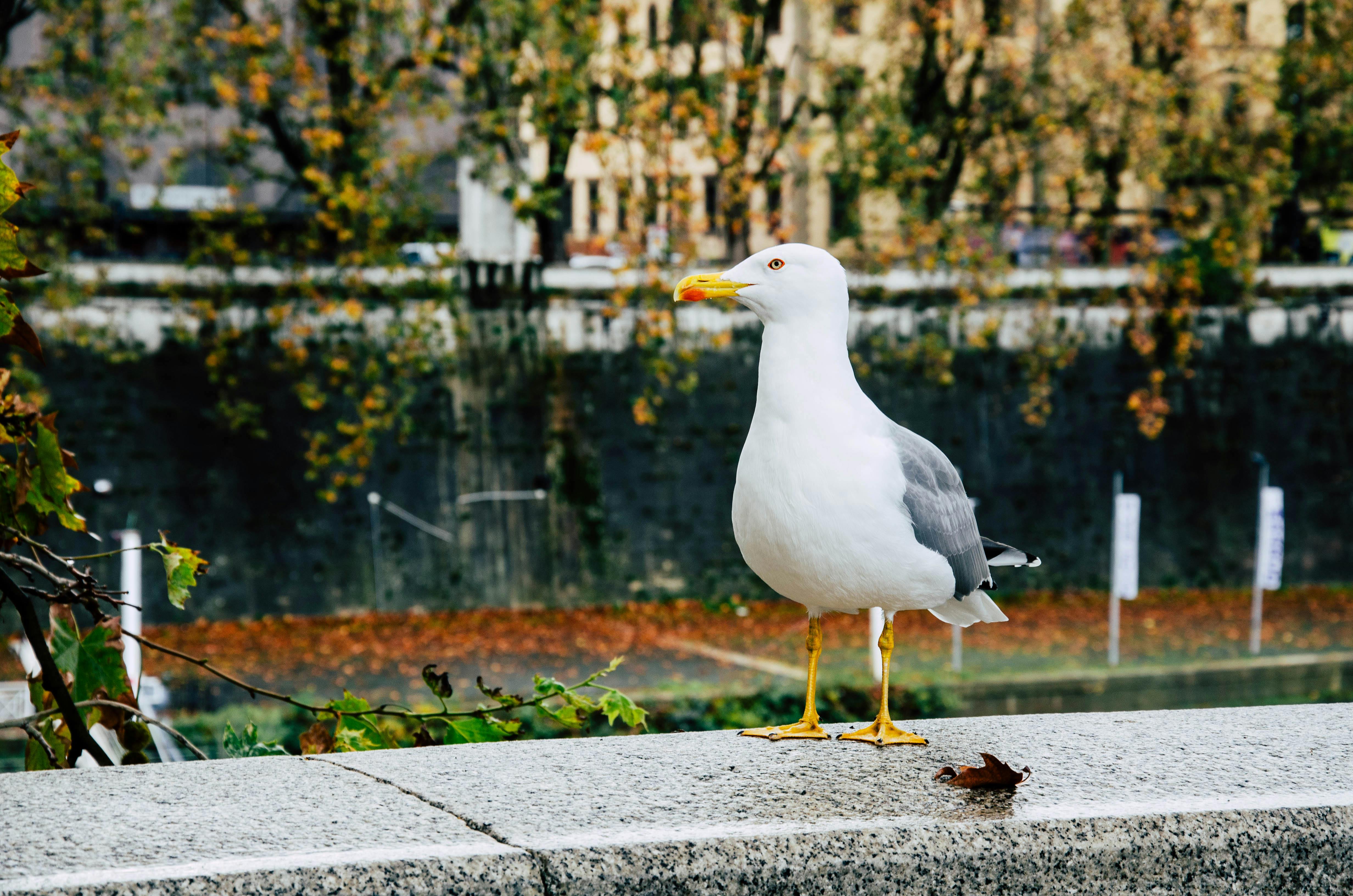 Raindrops Falling on an Emu · Free Stock Photo