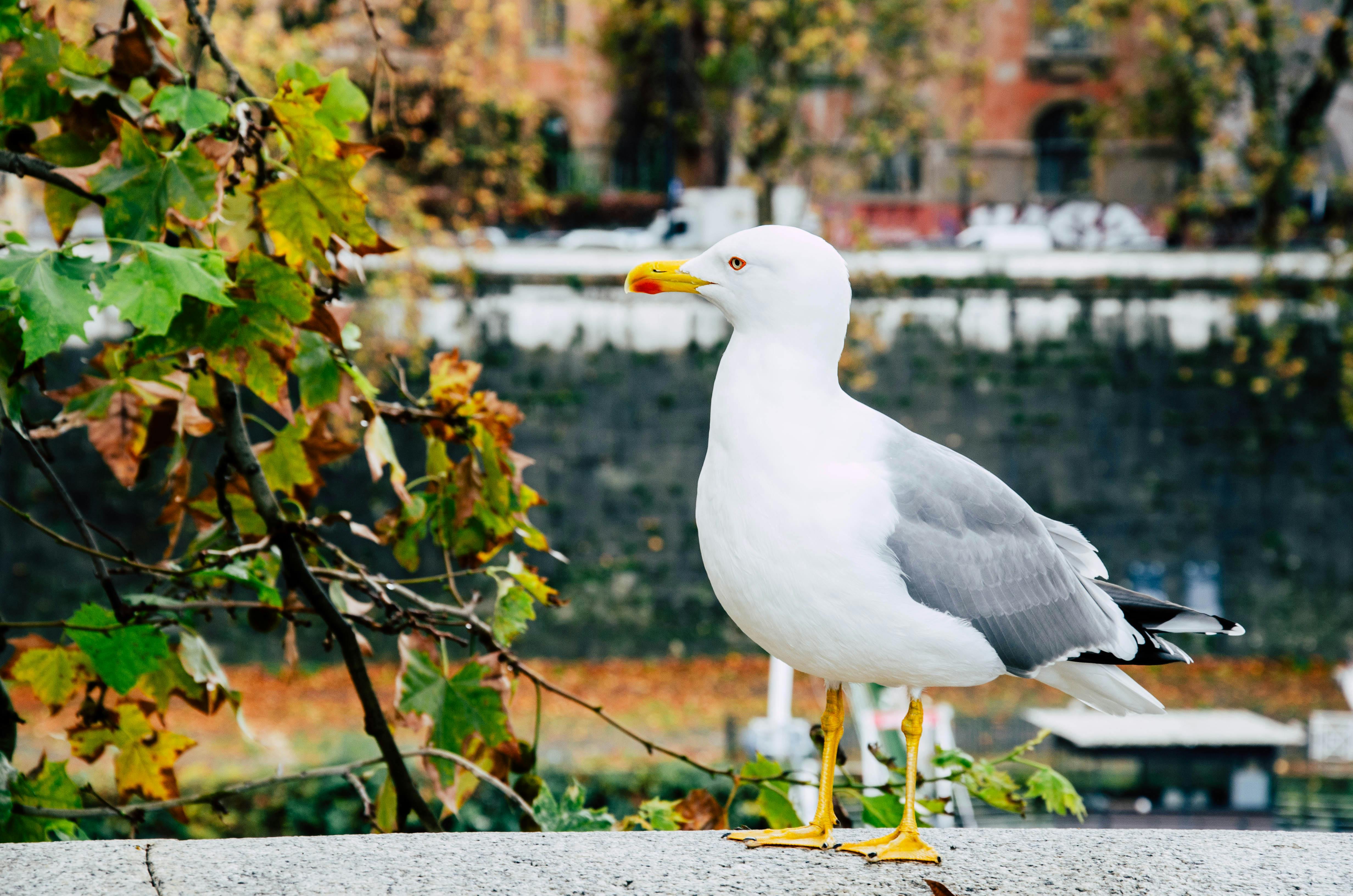 Bird With Fall Leaves Photos, Download The BEST Free Bird With Fall ...