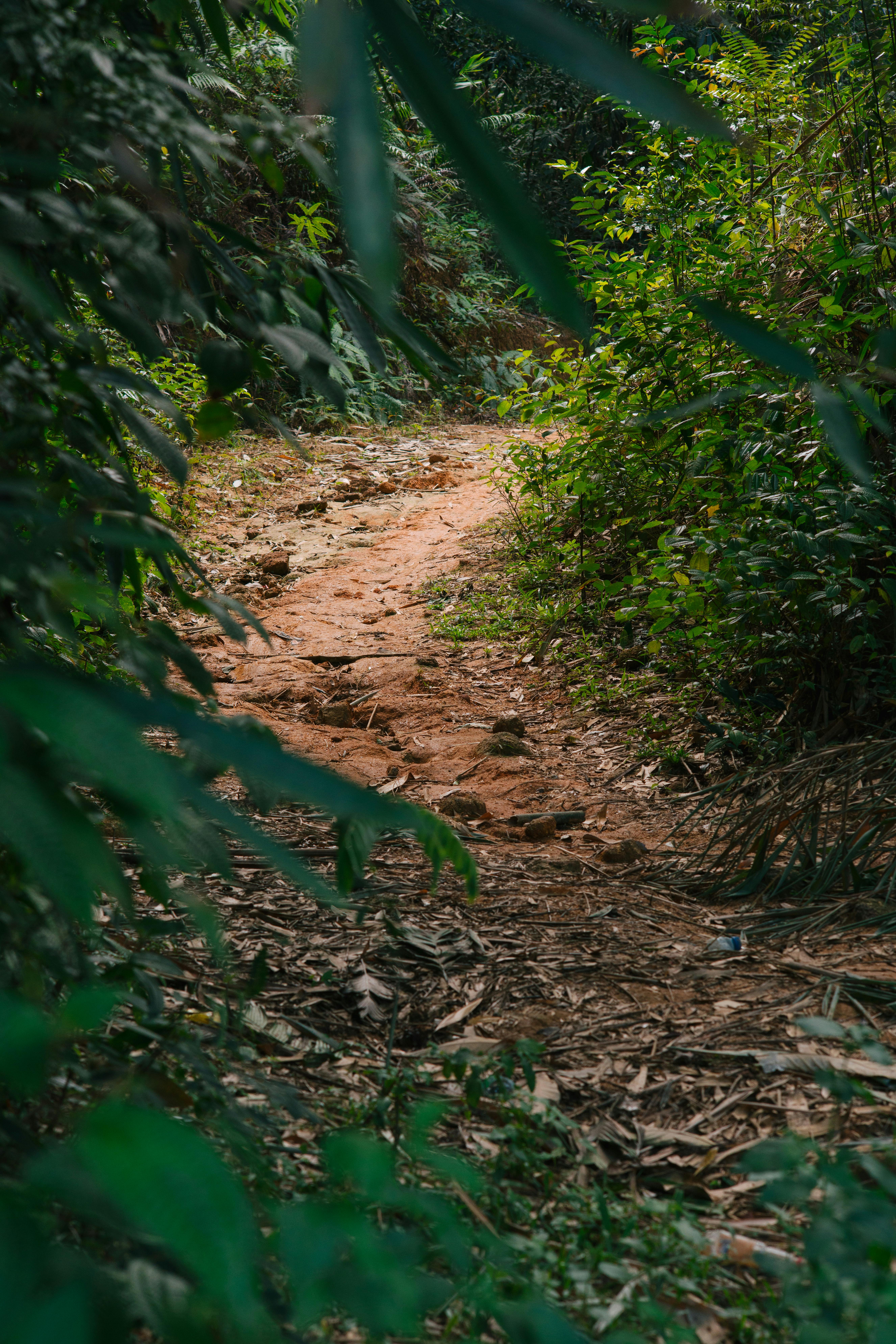 Footpath through Forest · Free Stock Photo