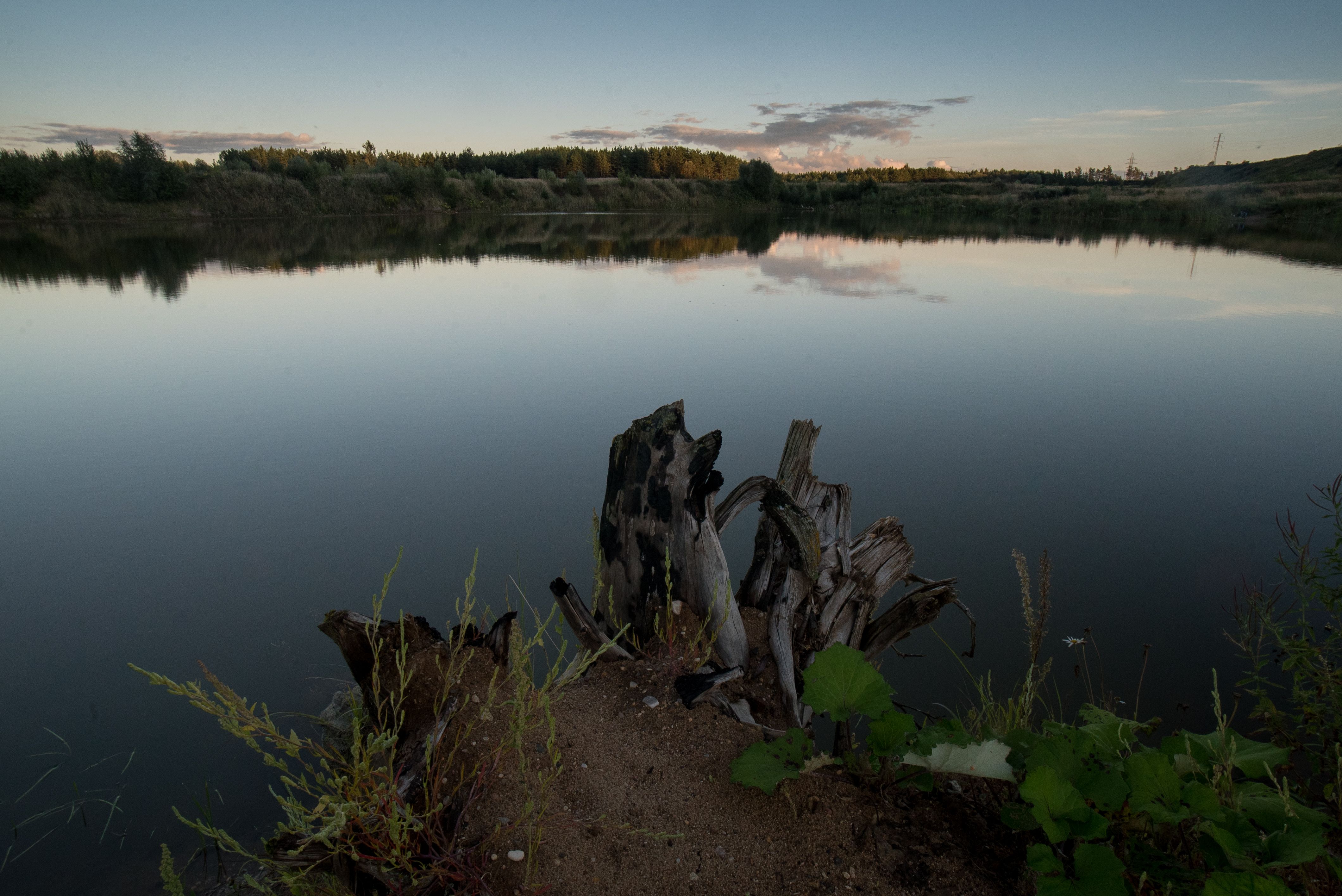 Brown Tree Trunk Near Lake · Free Stock Photo