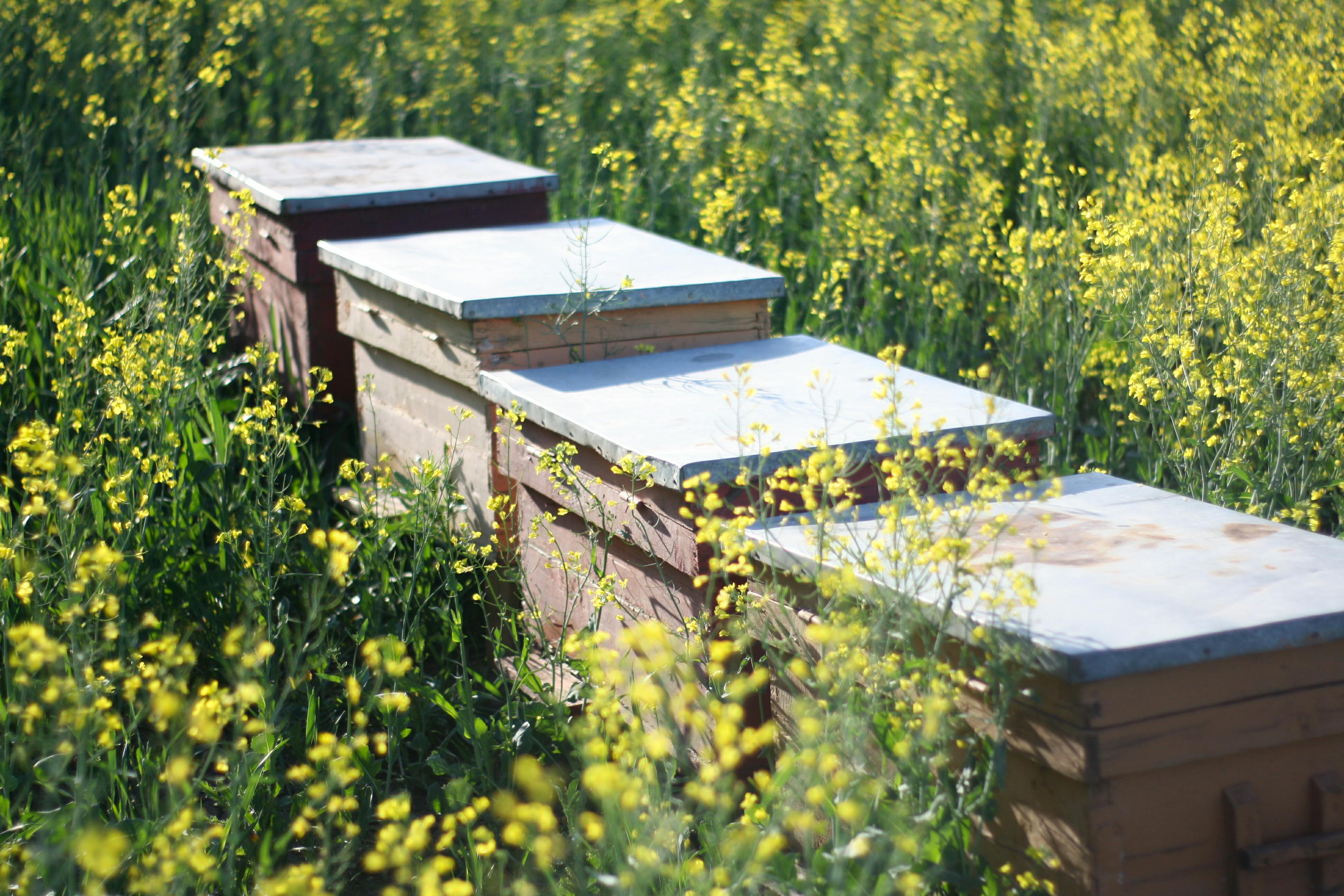 Beehives Standing among Flowers · Free Stock Photo