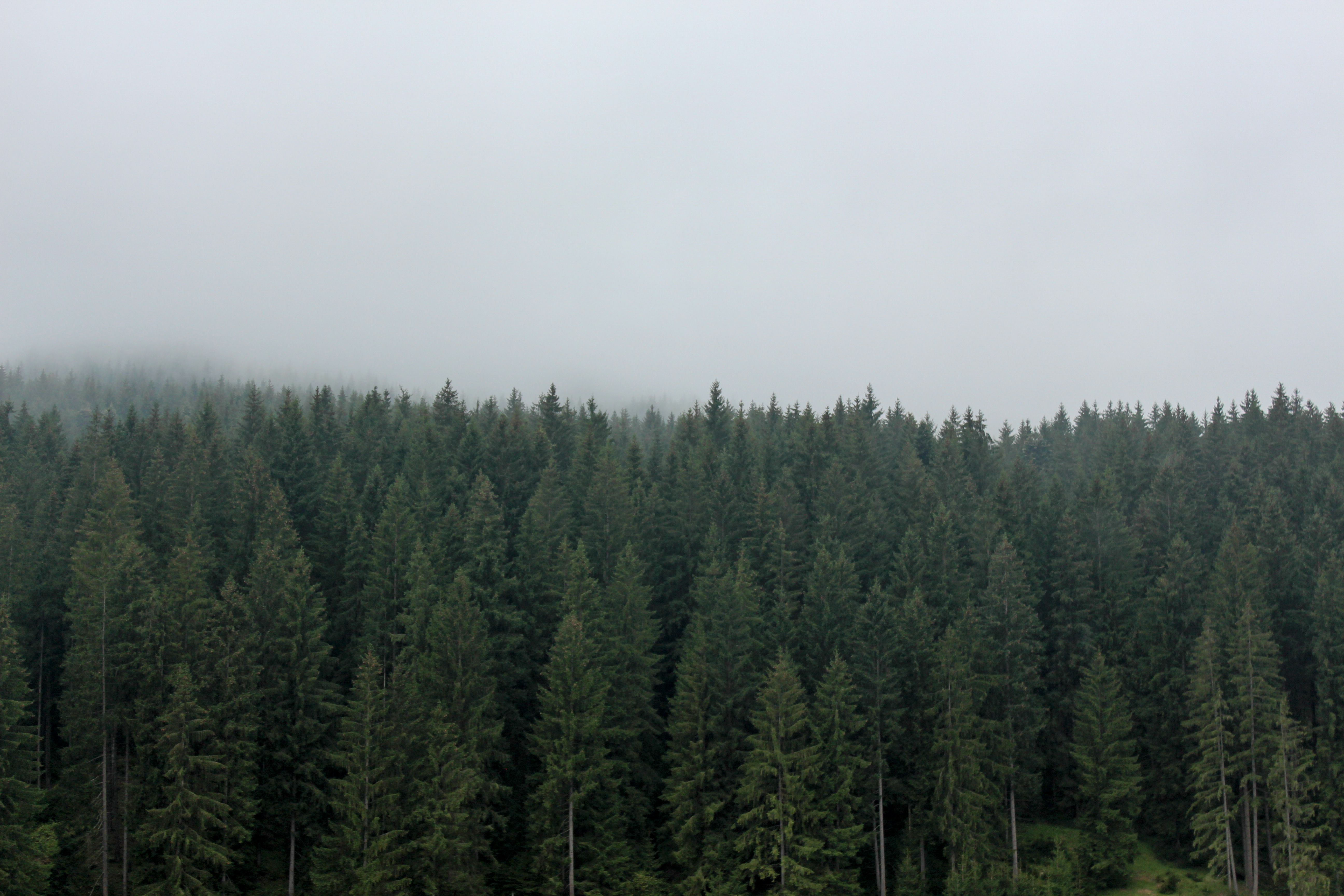 Overcast over Forest · Free Stock Photo