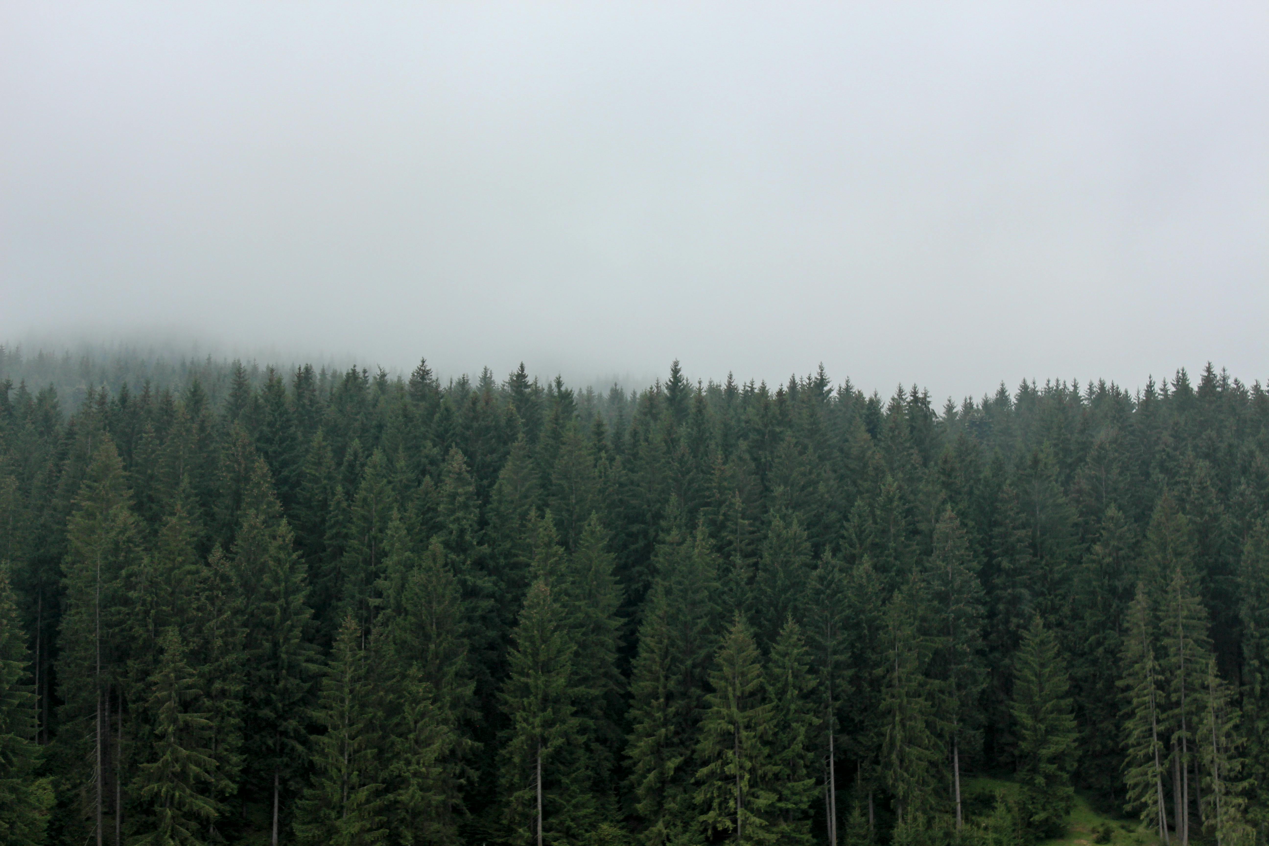 Overcast over Mountains and Forest · Free Stock Photo