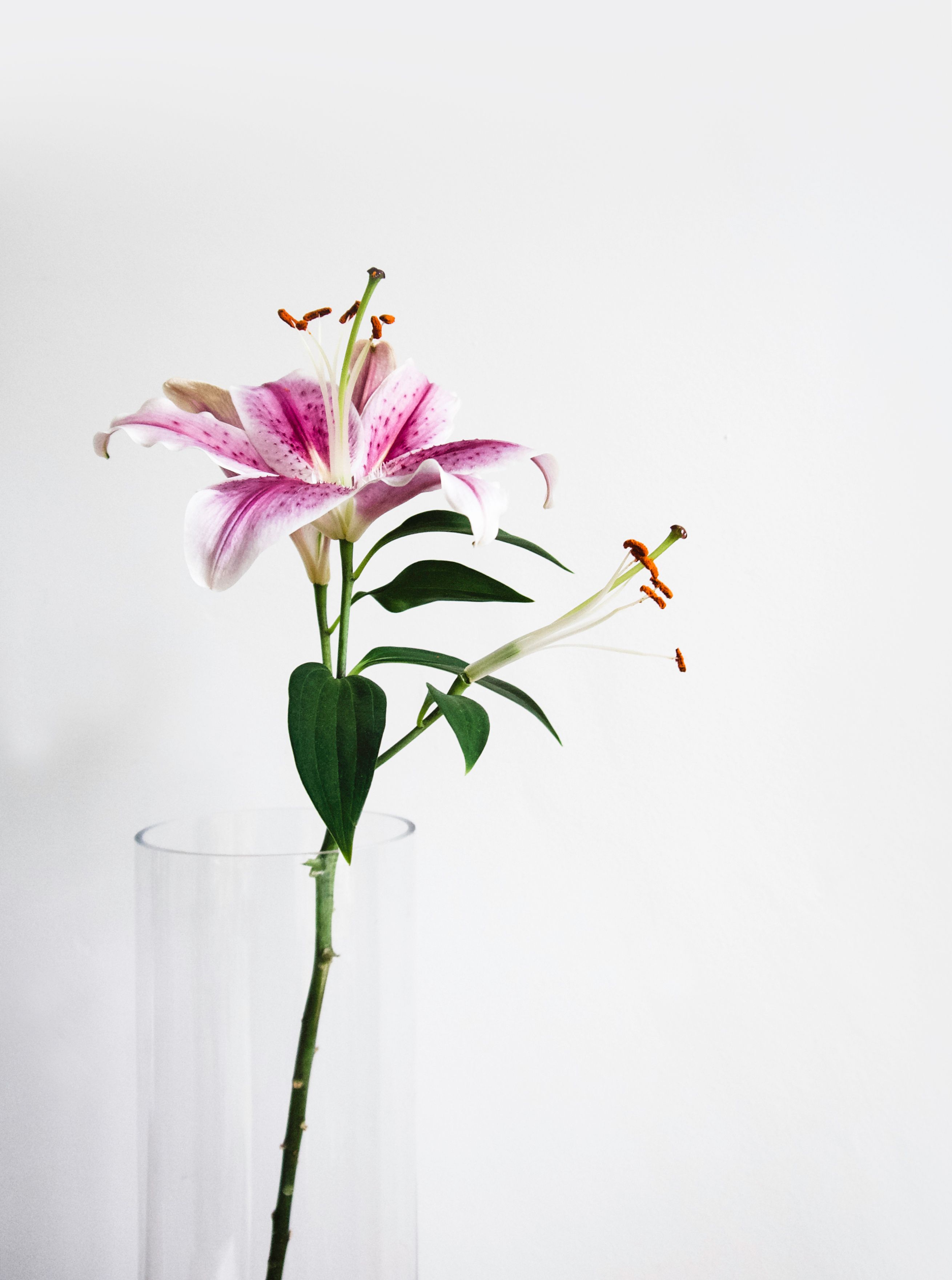 Lilies in a Glass Vase · Free Stock Photo