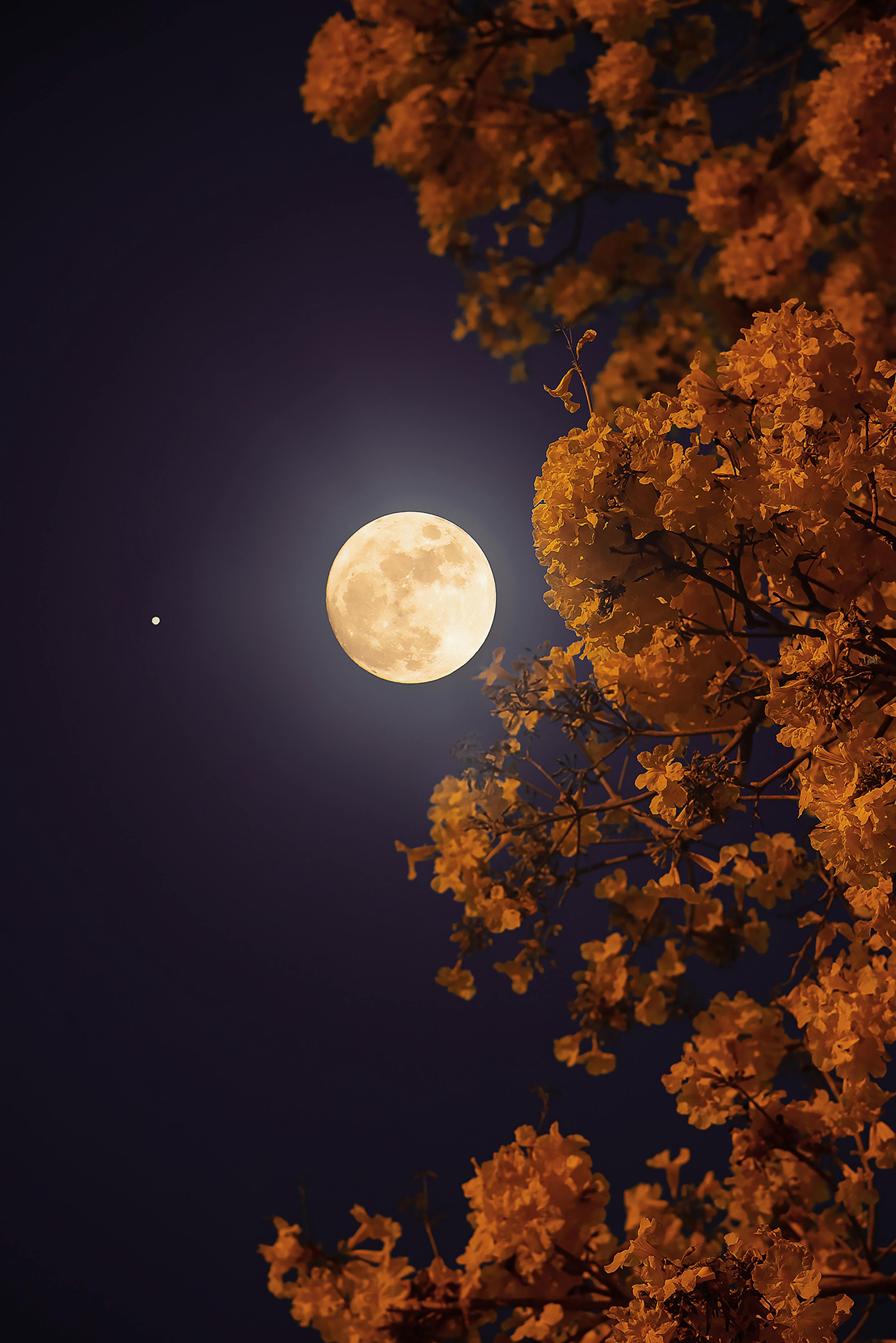 Yellow Leaf Tree during Night Time · Free Stock Photo