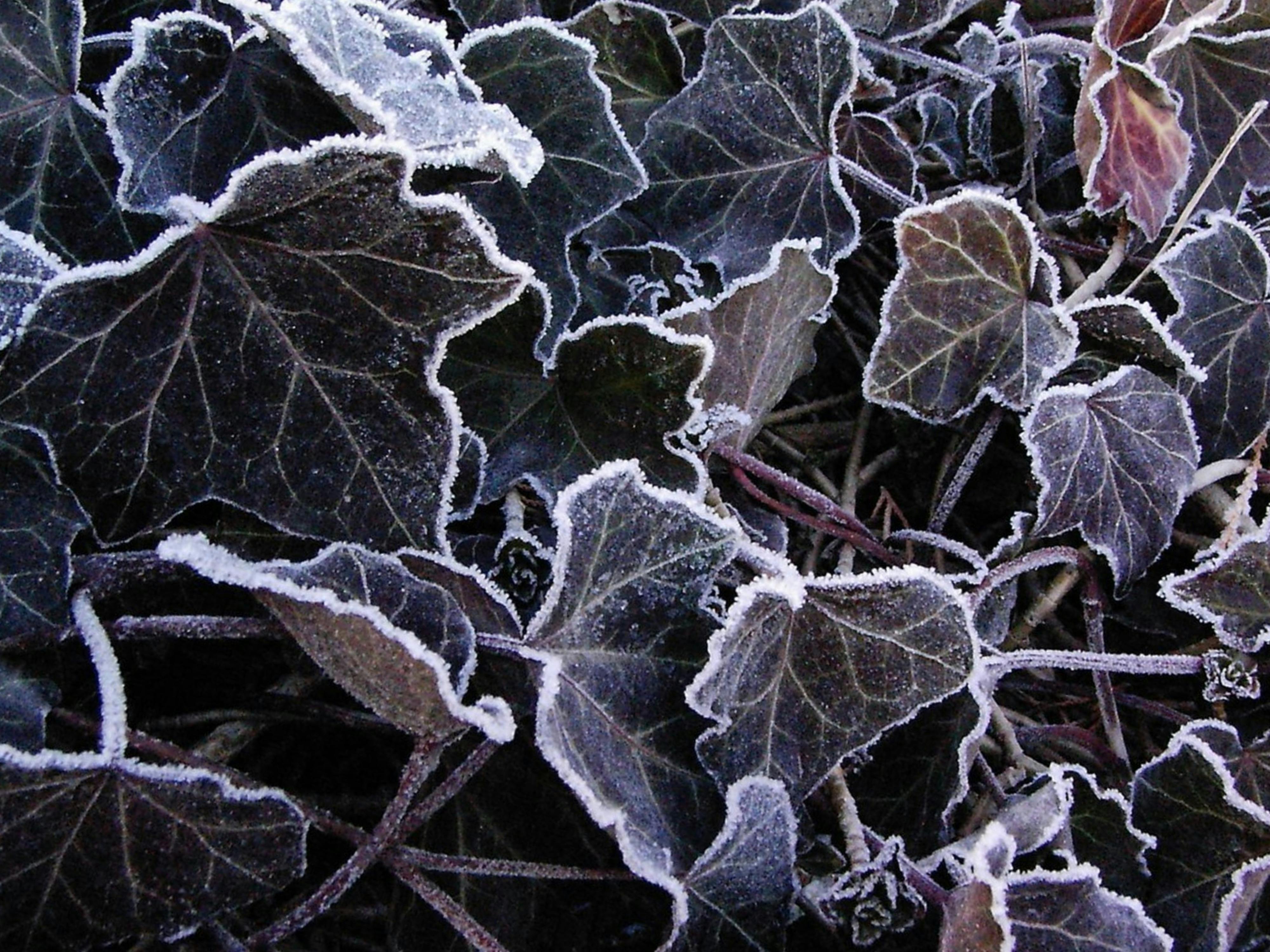 Hemesh - Photography