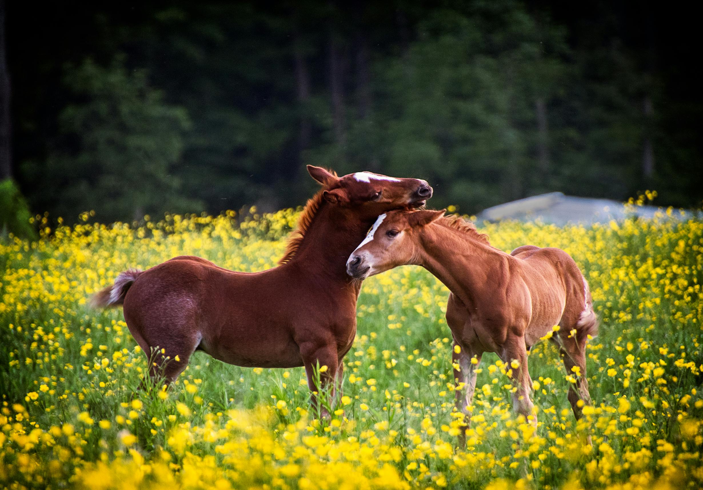 Two Brown Foals on a Meadow with Yellow Flowers · Free Stock Photo
