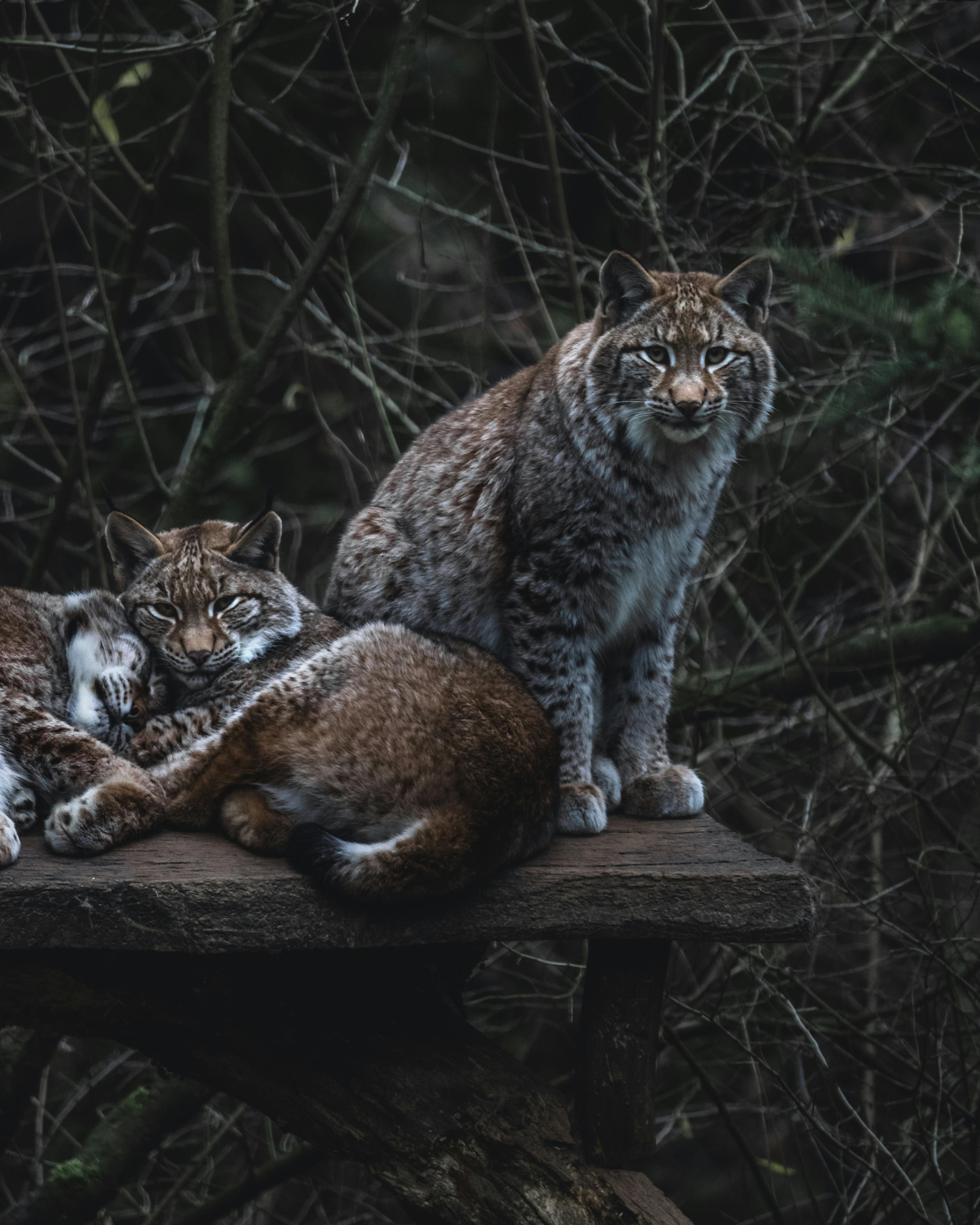 Bobcat Photos, Download The BEST Free Bobcat Stock Photos & HD Images
