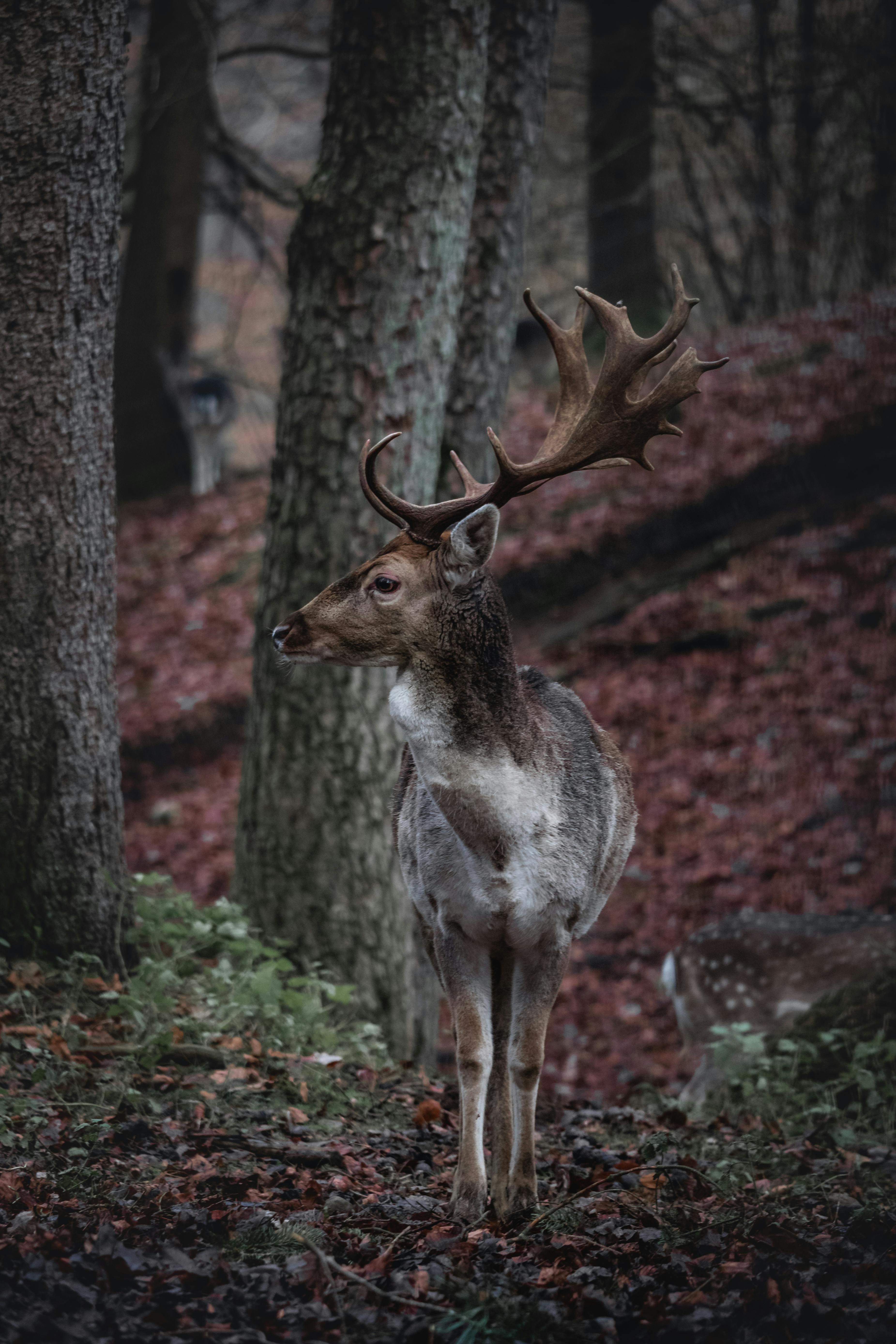 European Fallow Deer Looking Sideways · Free Stock Photo