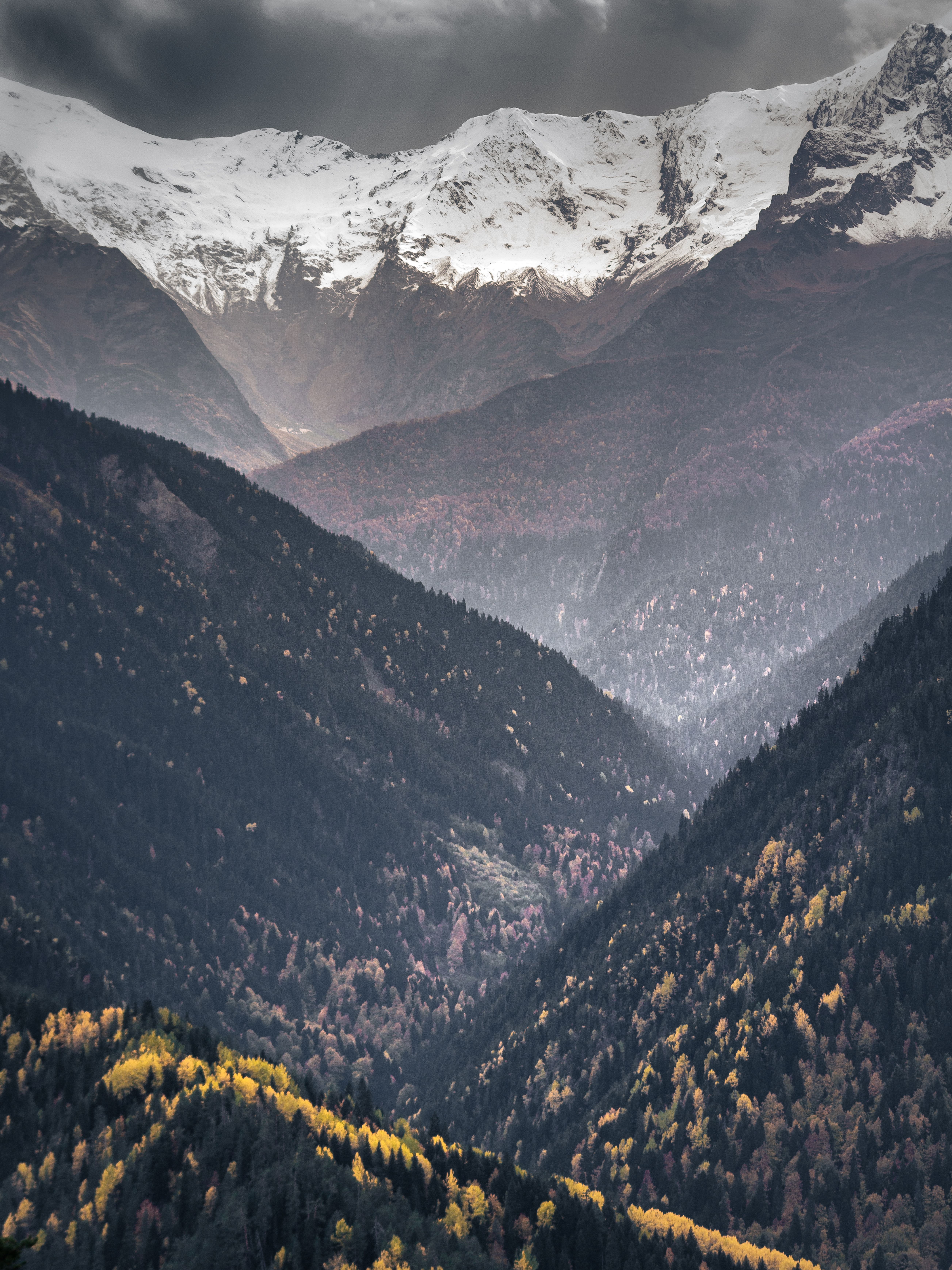 Yellow Trees on Mountain on Sunlight · Free Stock Photo