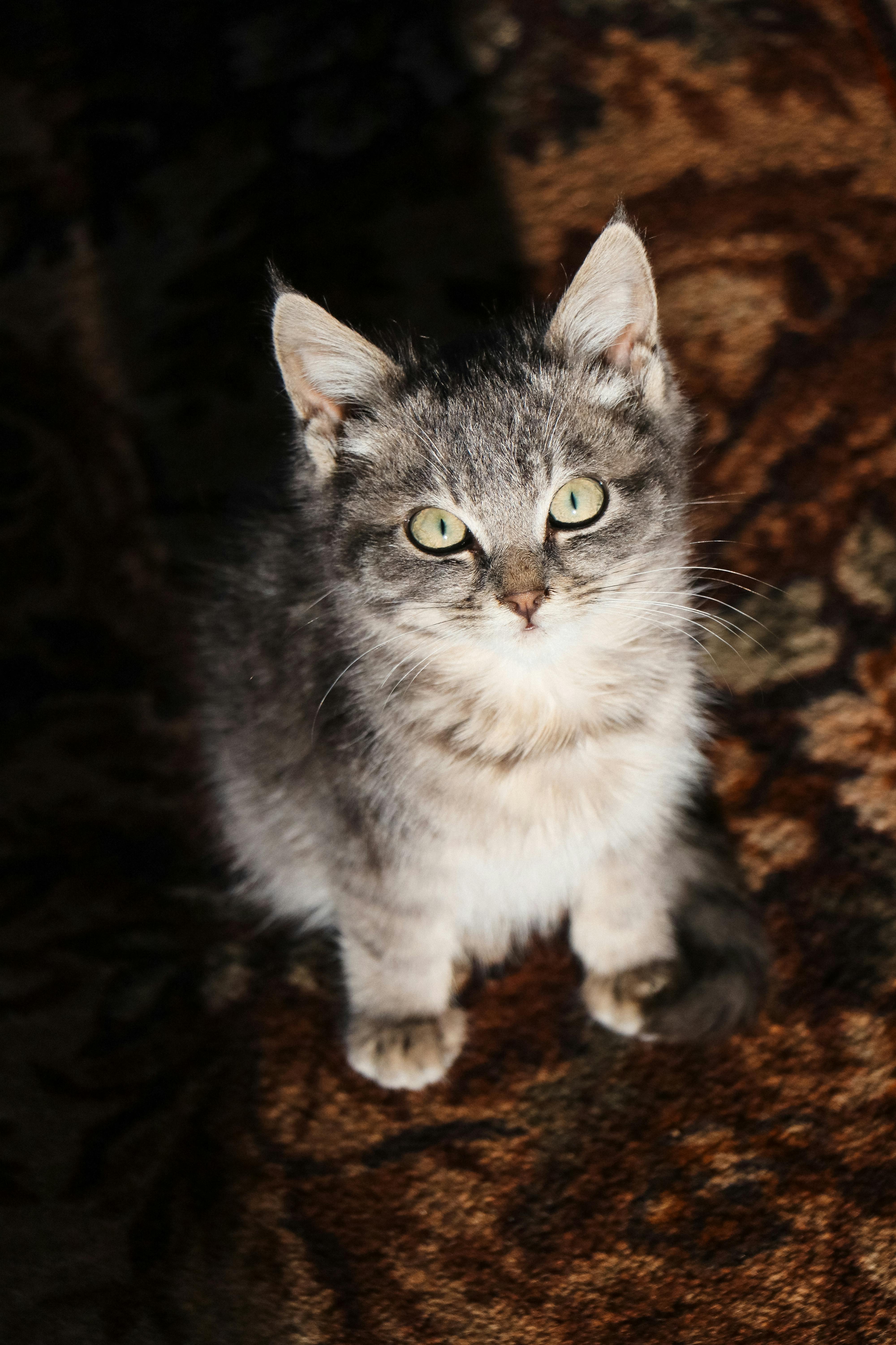 A Cute Cat Looking Up · Free Stock Photo