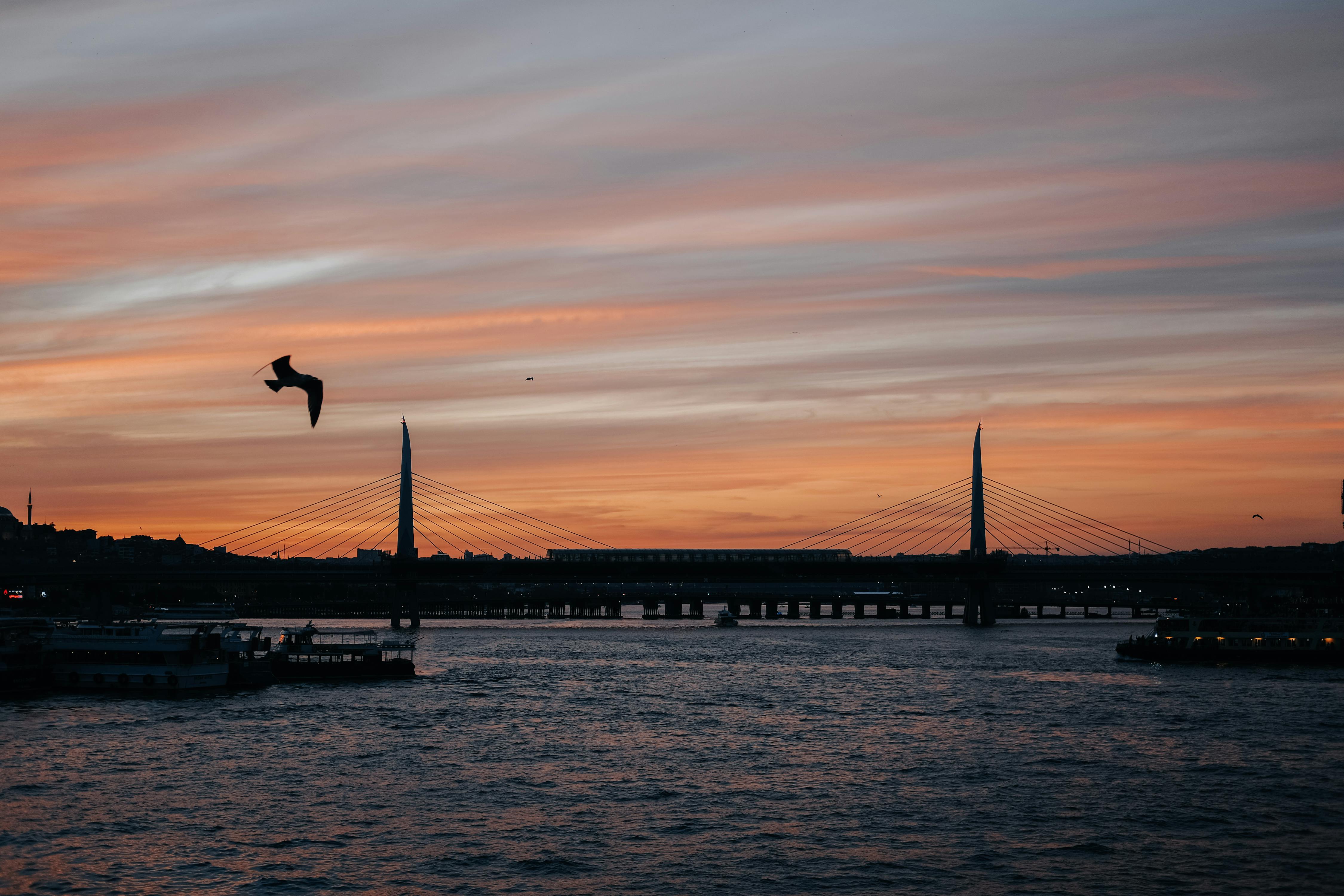 Mynah Bird Photos, Download Free Mynah Bird Stock Photos & HD Images