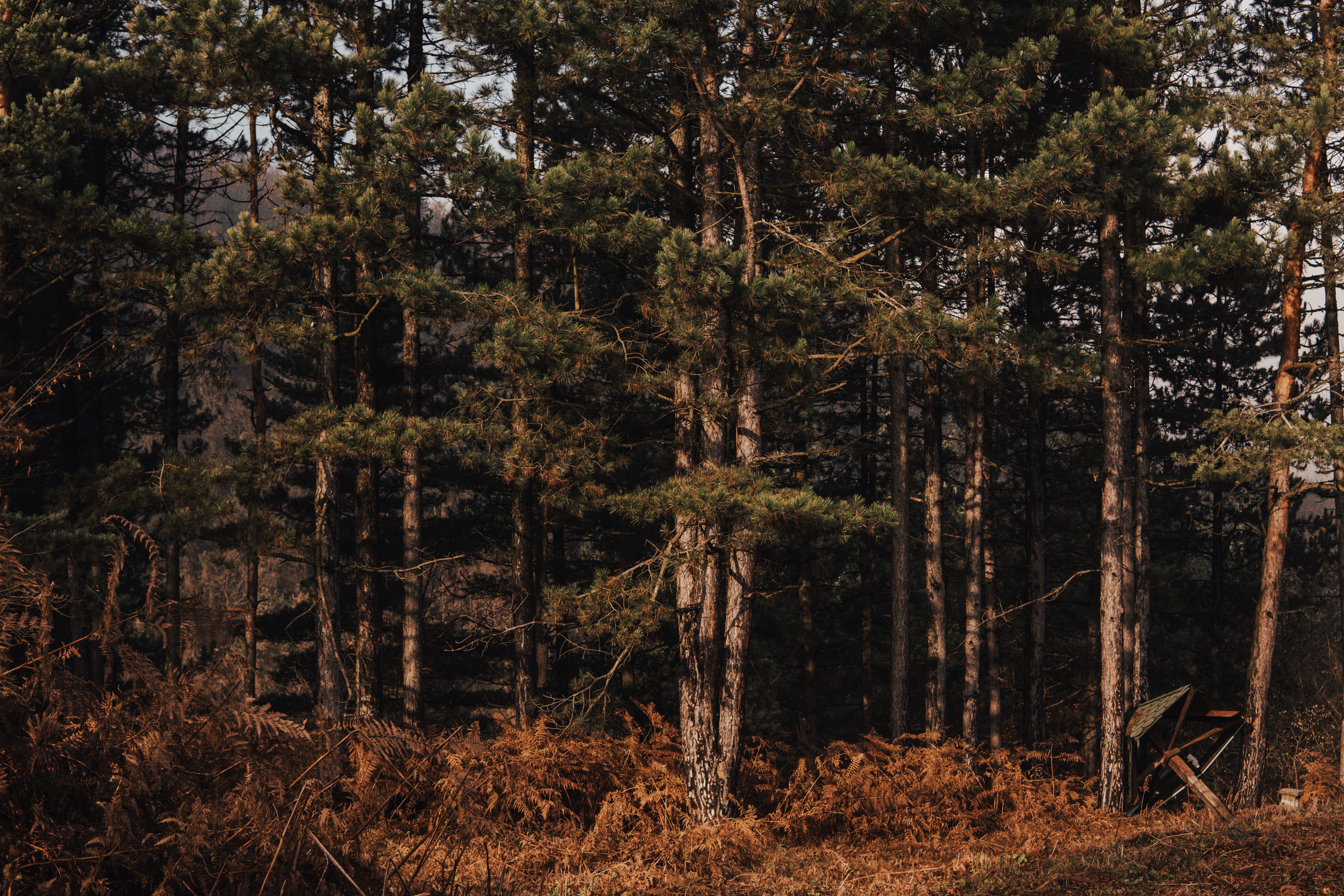Green and Brown Trees · Free Stock Photo