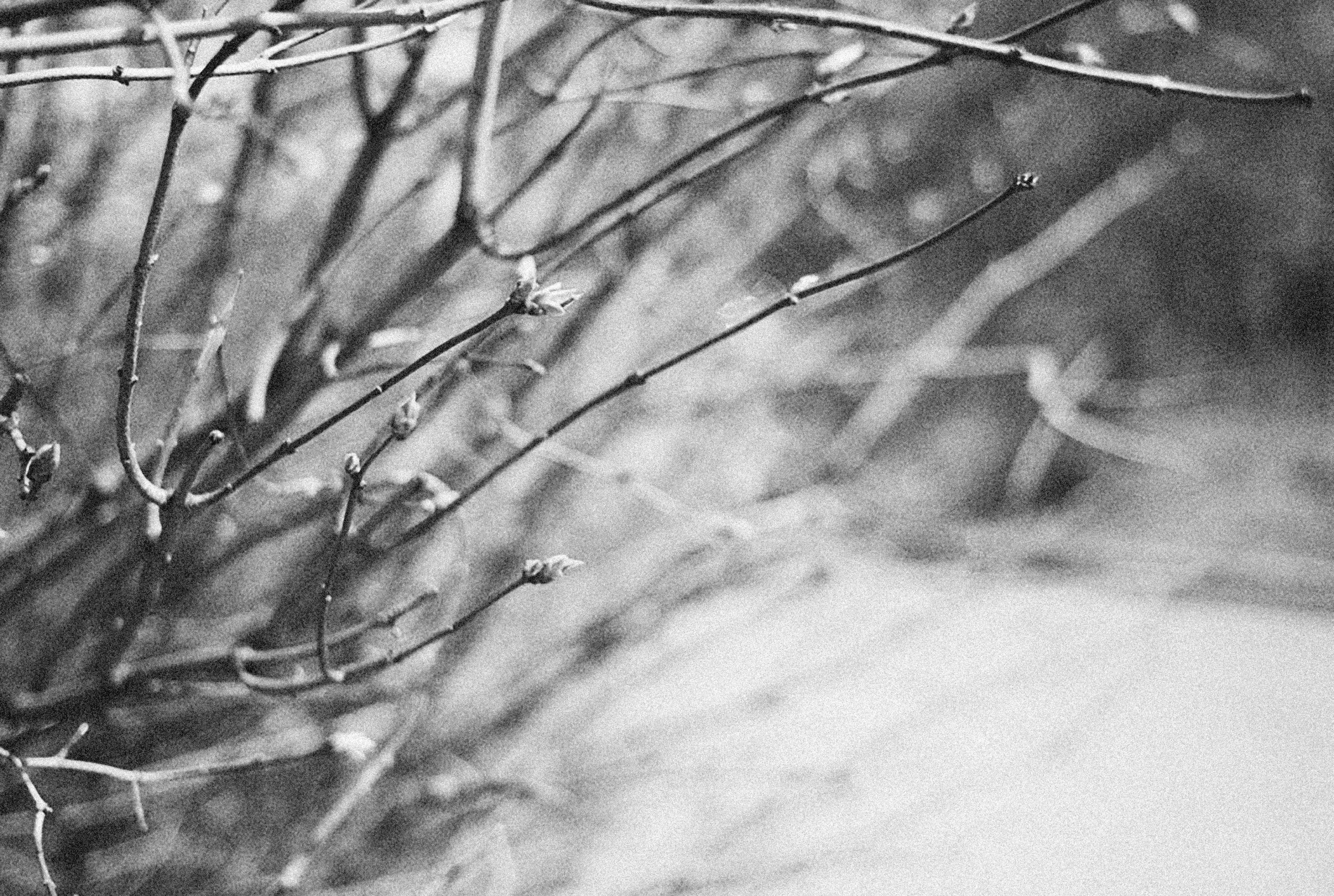 Grayscale Photography Of Eerie Treee · Free Stock Photo
