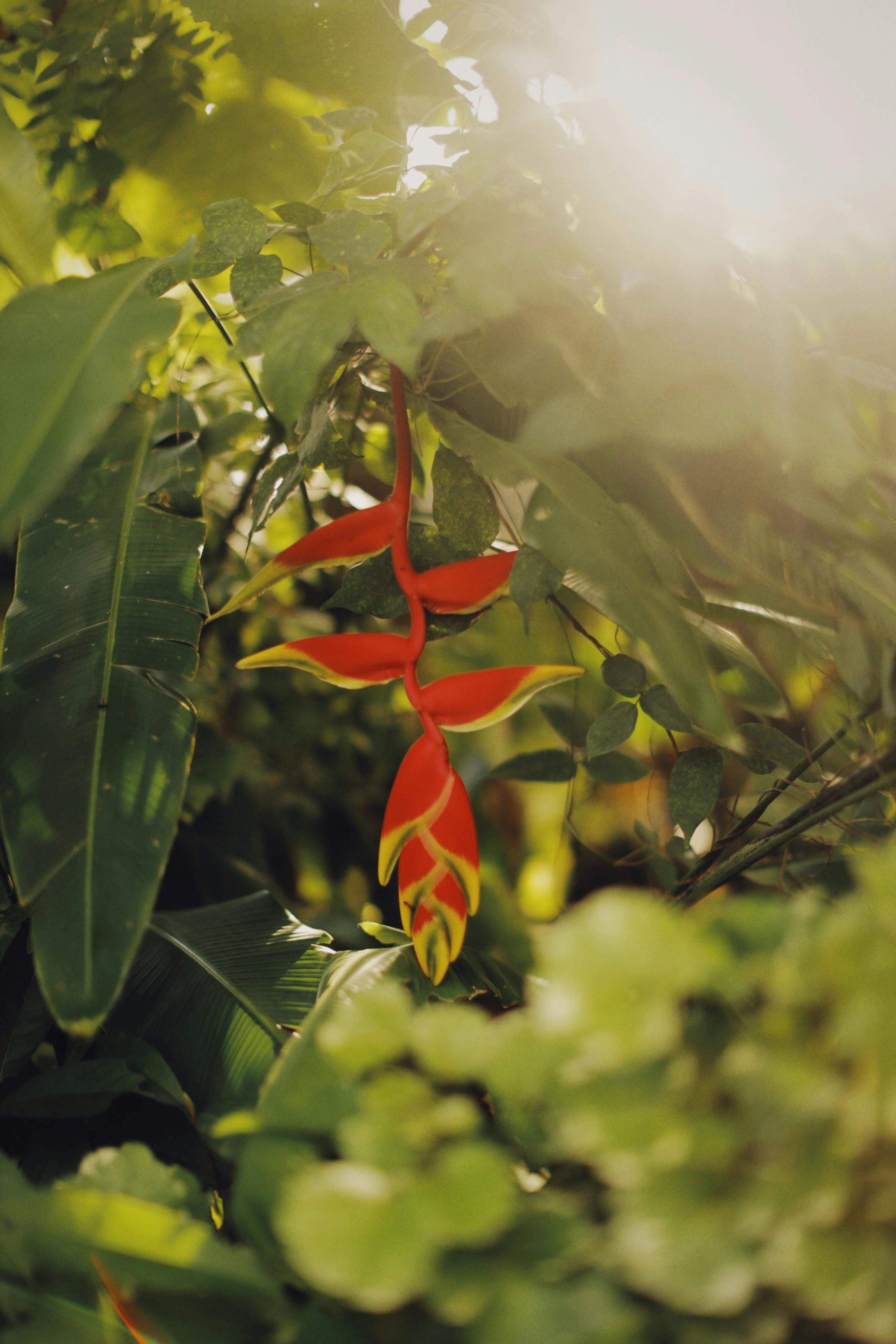Close-Up Photo of Sedge Leaves · Free Stock Photo