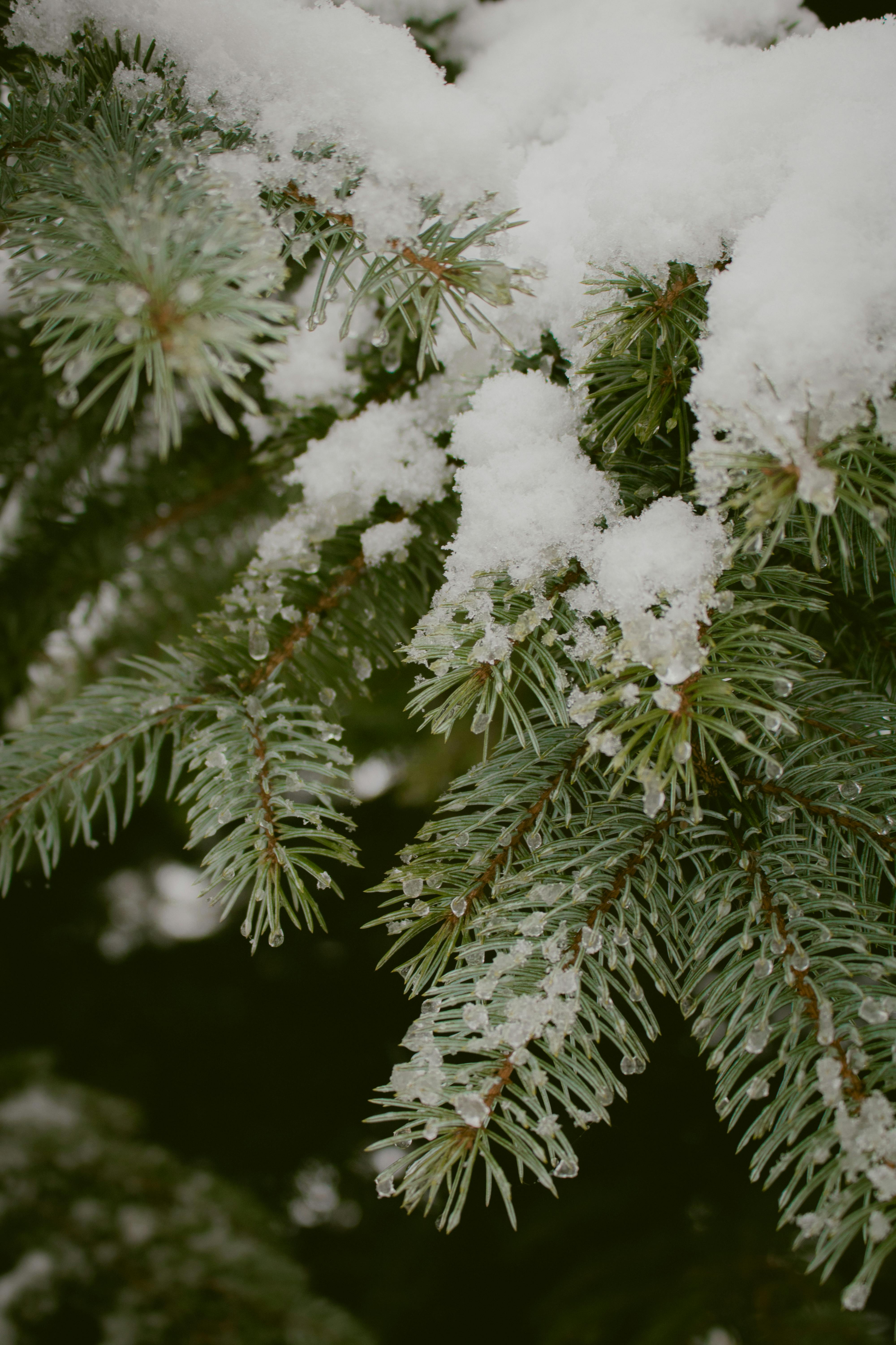 Photo of White Snow on Tree Leaves · Free Stock Photo