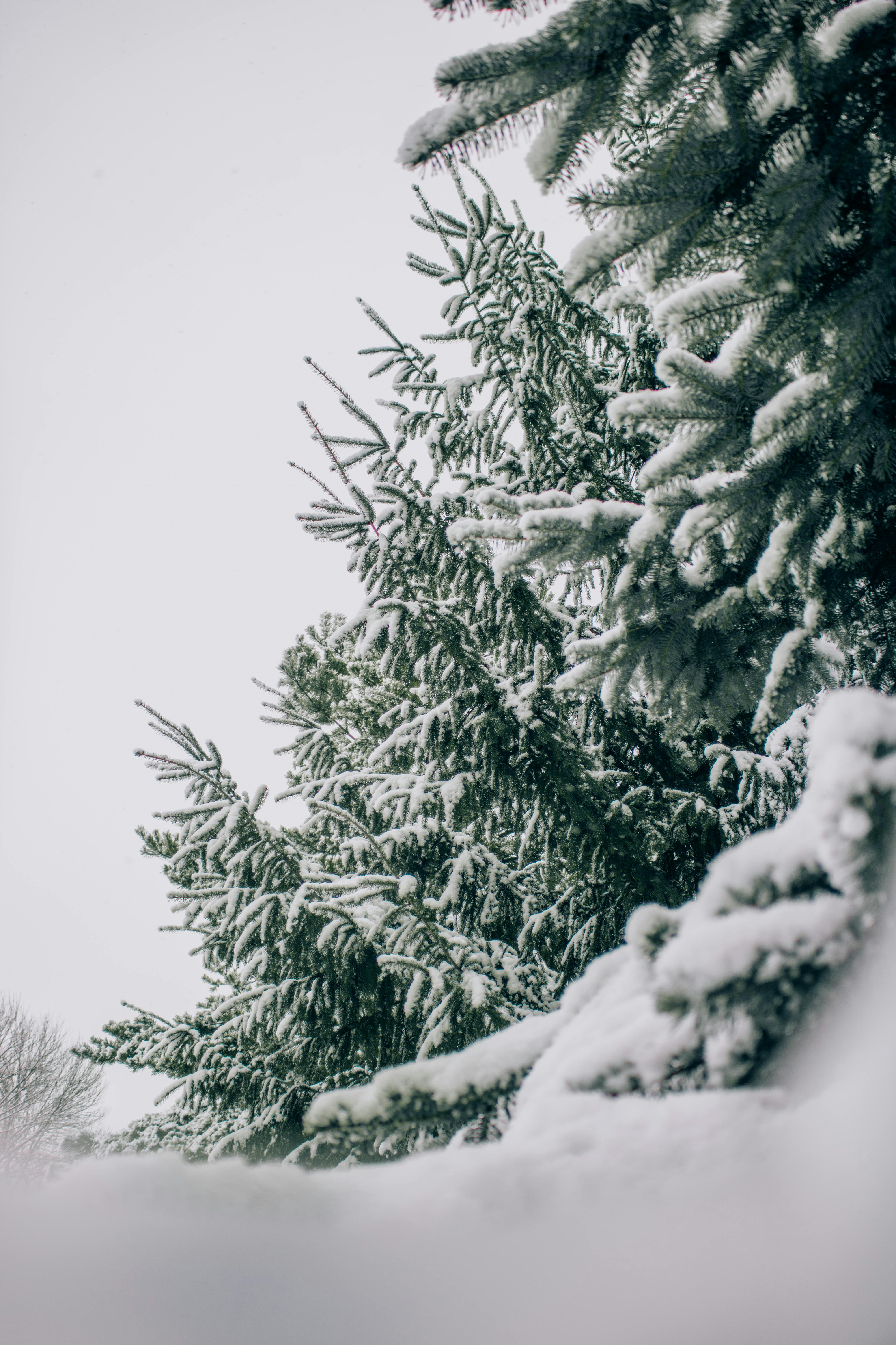 Snow Covered Pine Trees on Mountain Area · Free Stock Photo