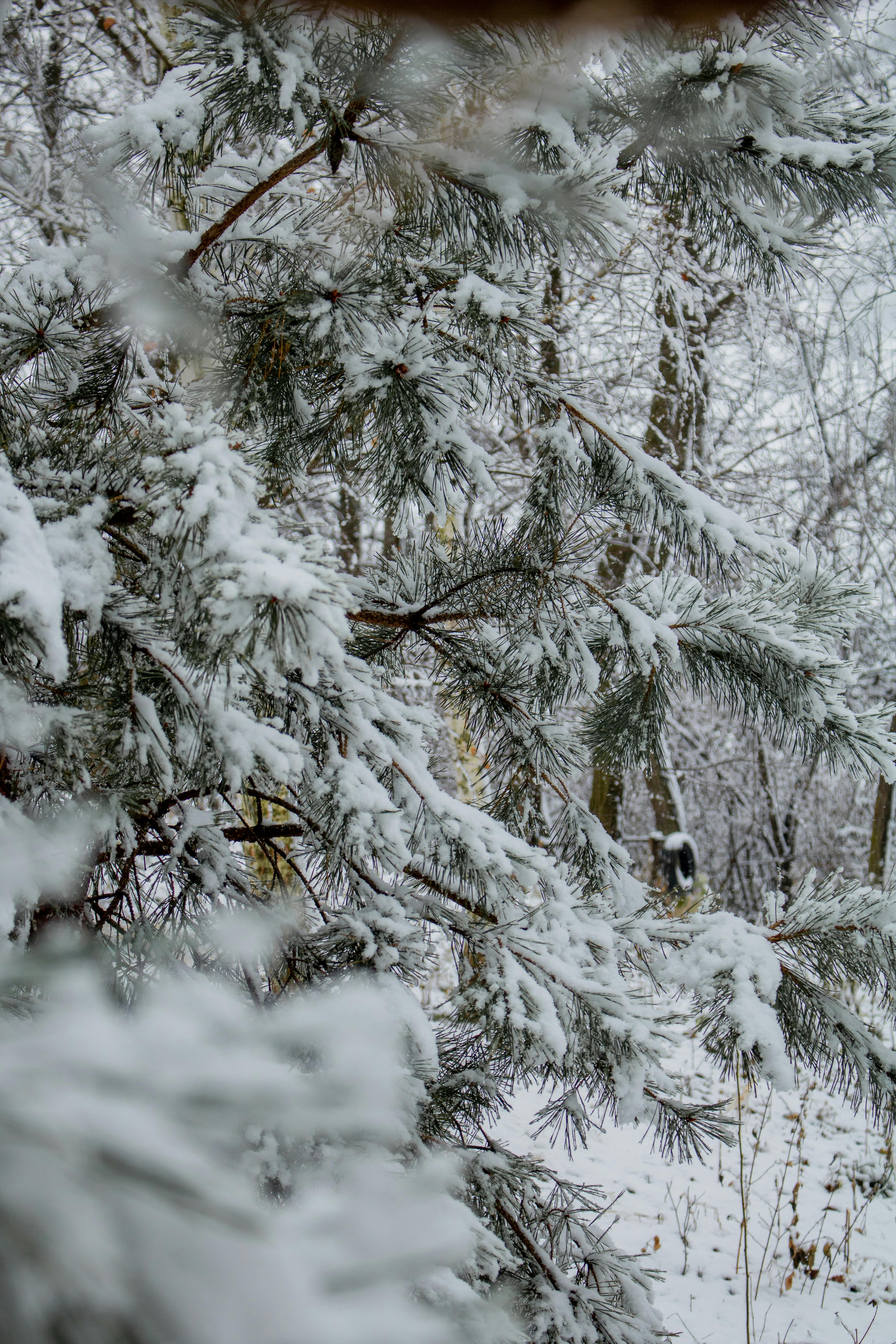 Pine Trees Covered with Snow in Close Up Photography · Free Stock Photo