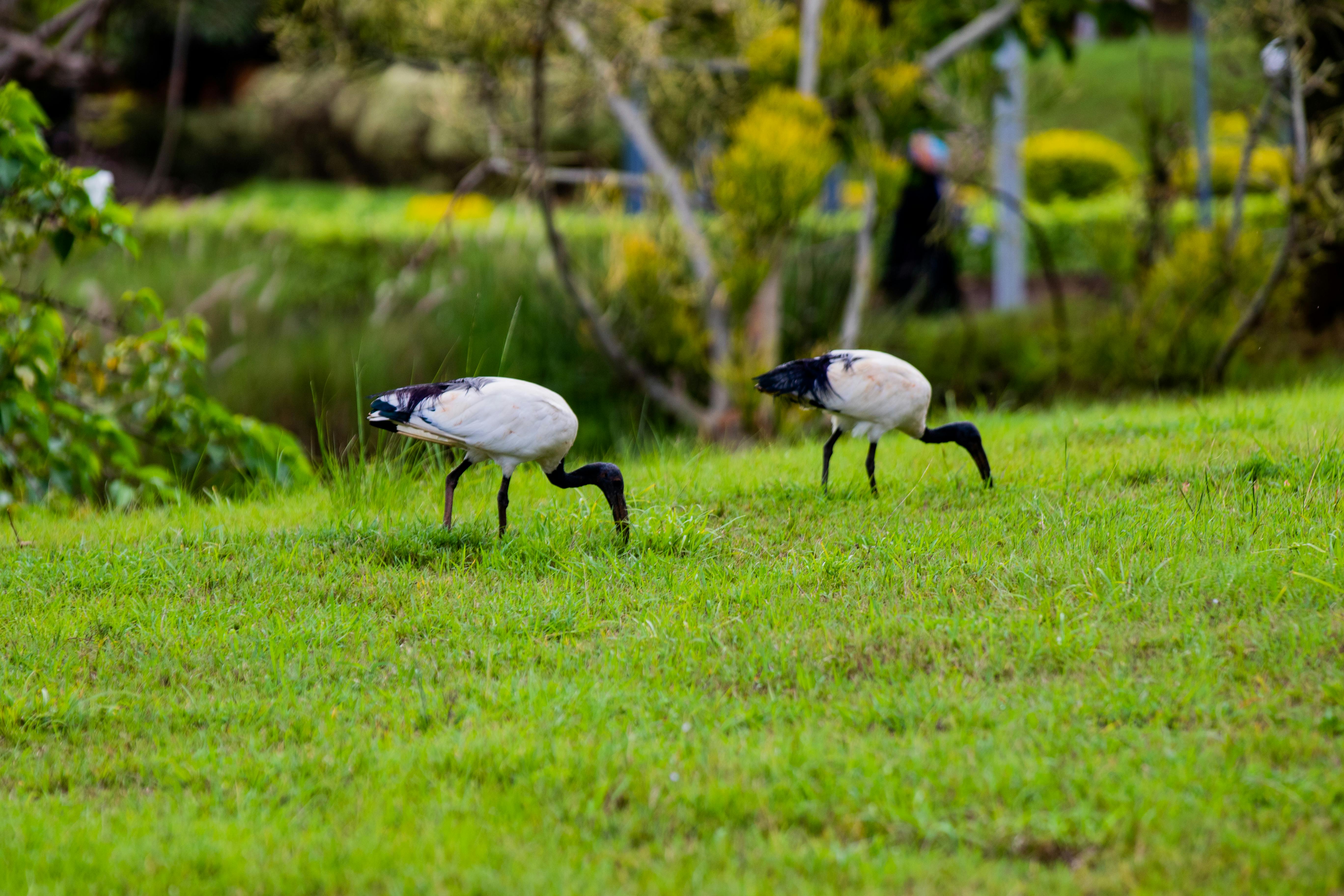 Photo of Ibis on Green Grass · Free Stock Photo