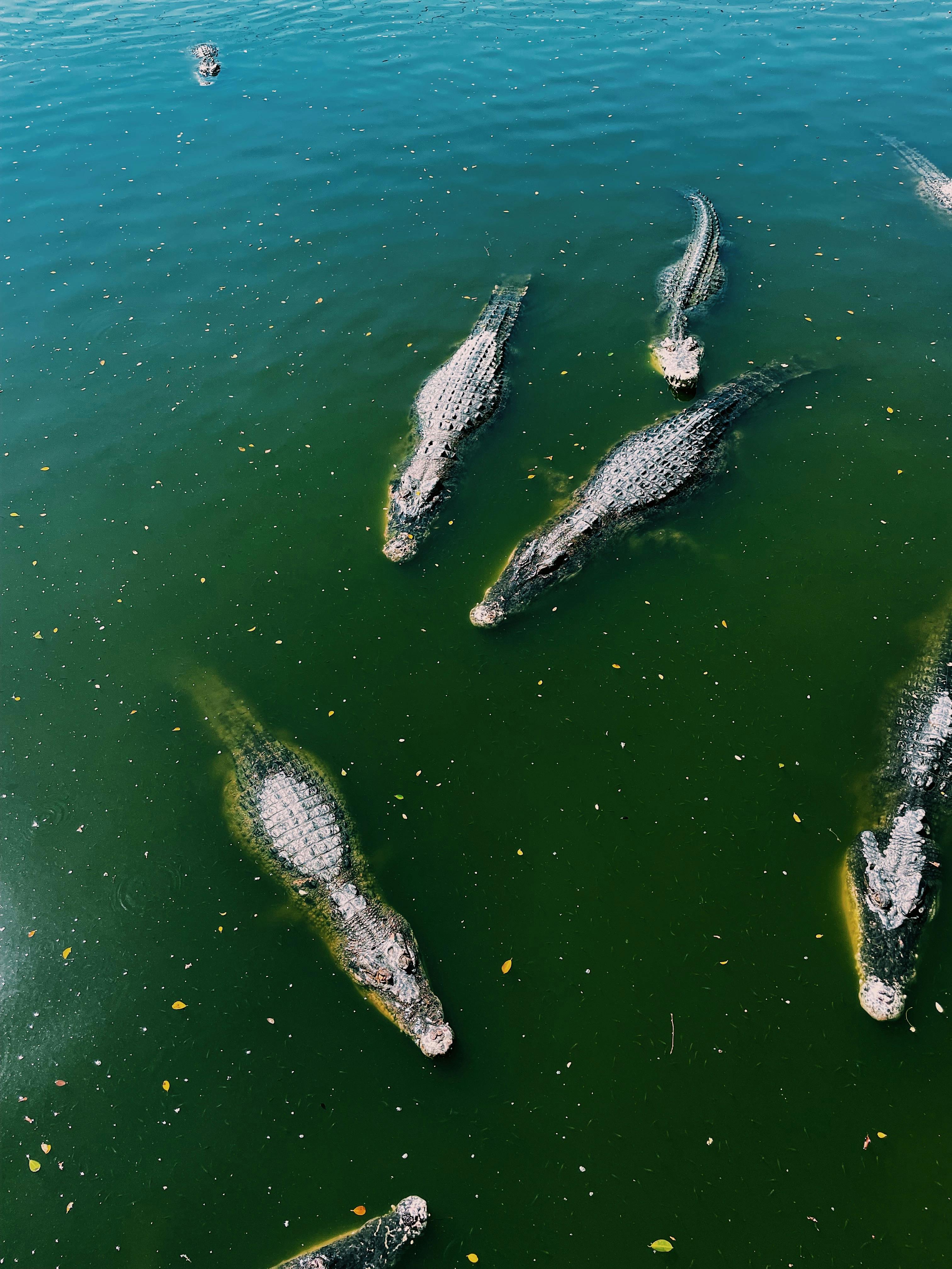 Saltwater Crocodiles Floating in the Water · Free Stock Photo