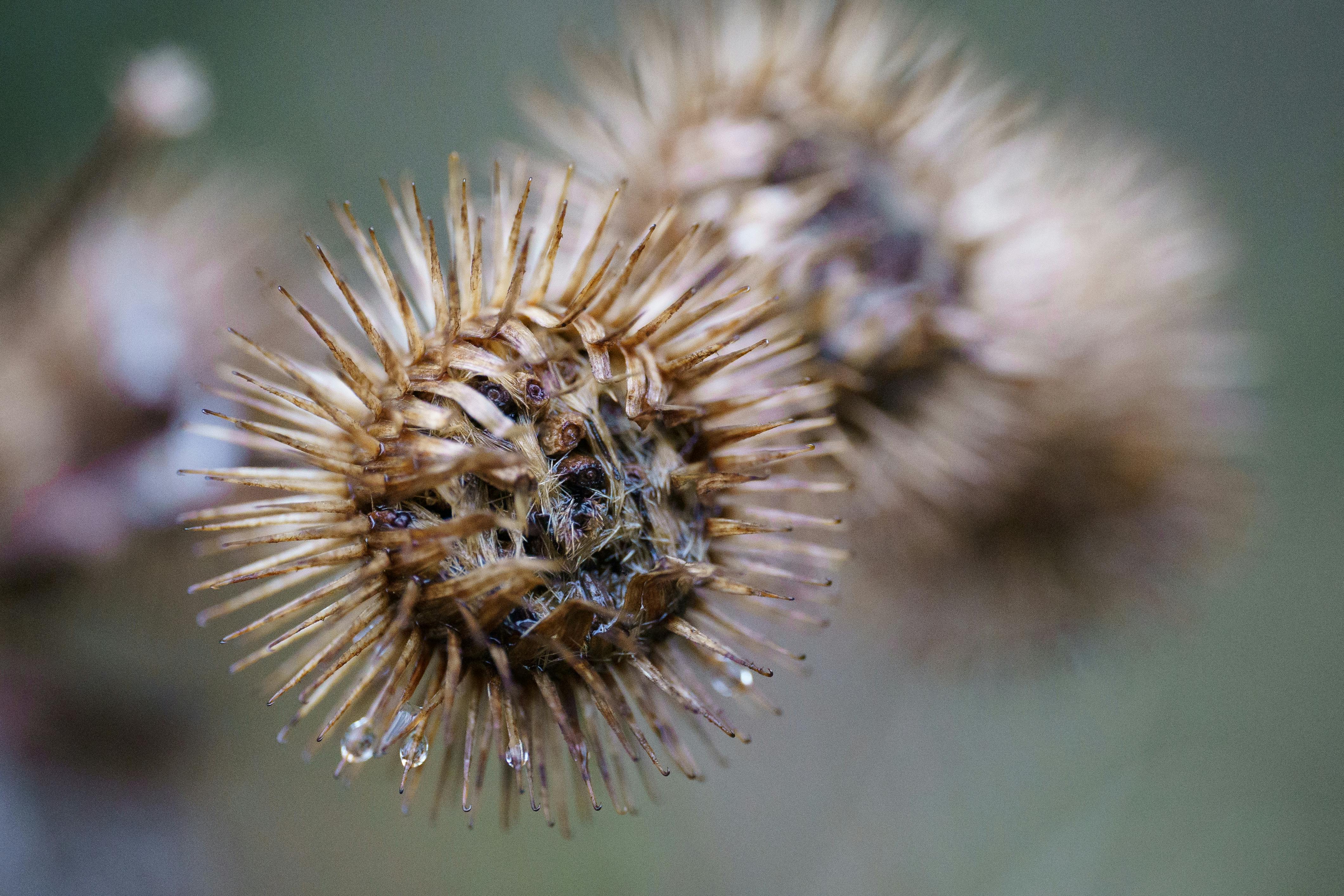Burdock Photos, Download The BEST Free Burdock Stock Photos & HD Images