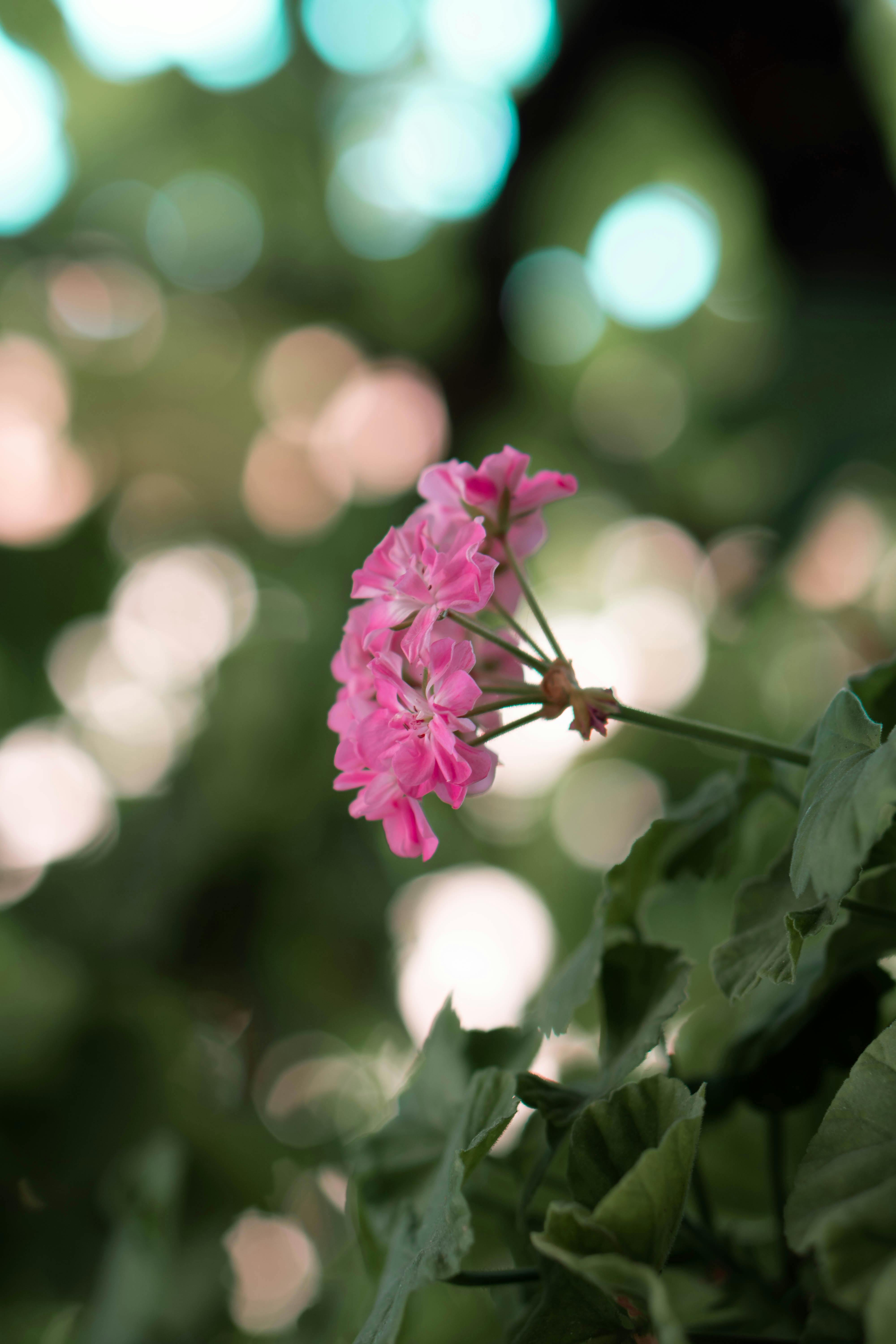 Geraniums · Free Stock Photo