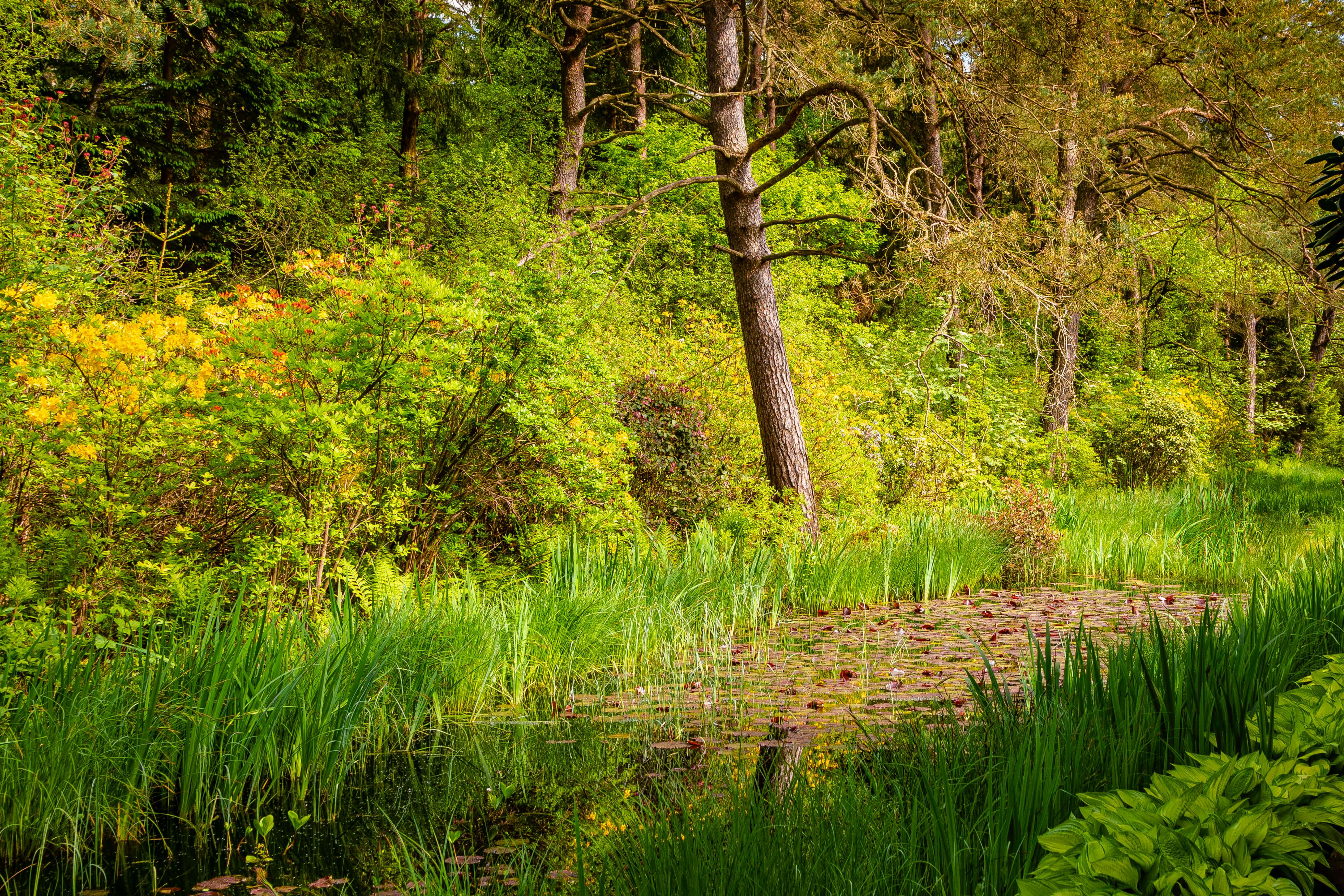 Green Trees on Water · Free Stock Photo