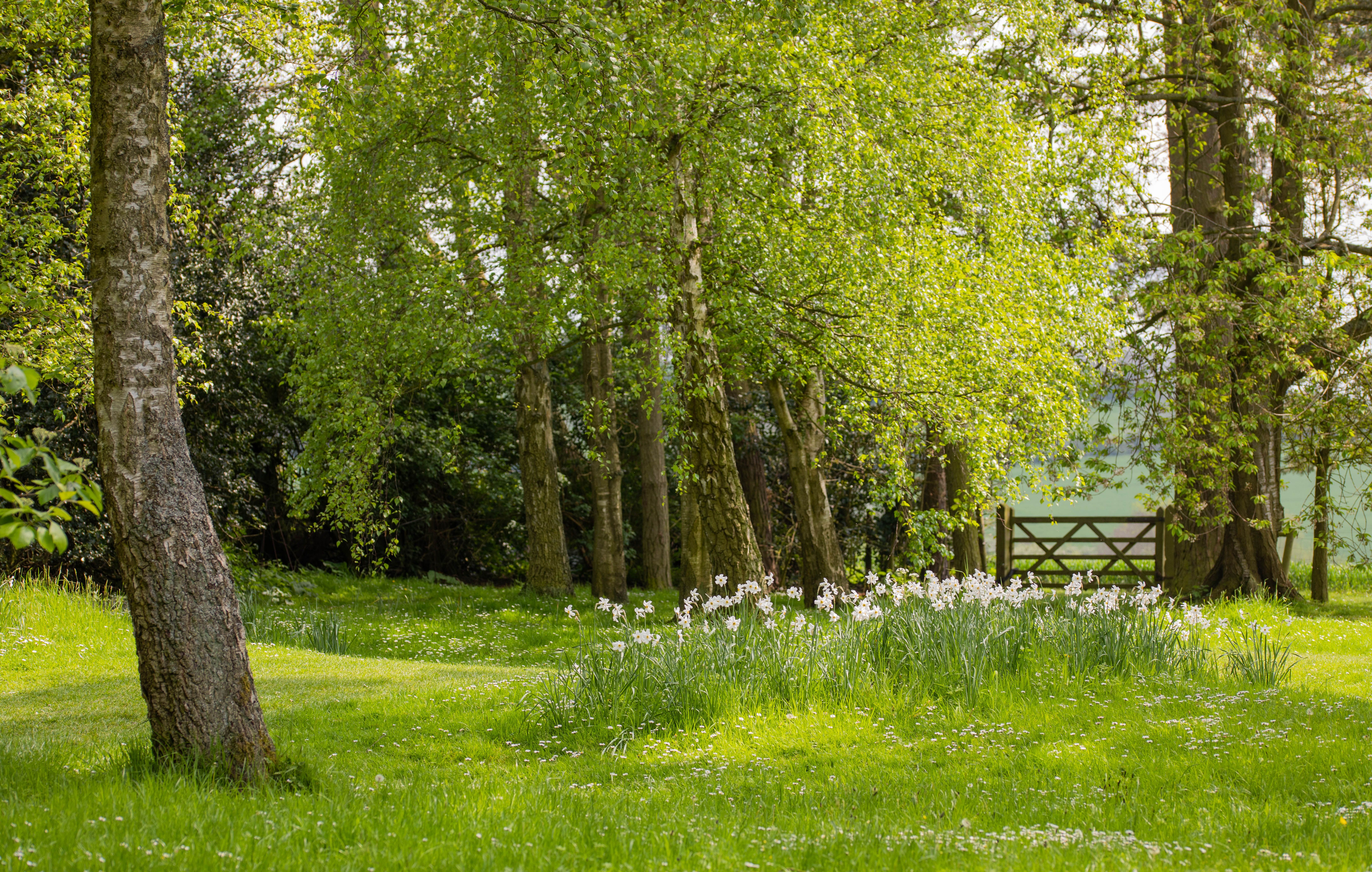 Green Trees on the Grass Field · Free Stock Photo