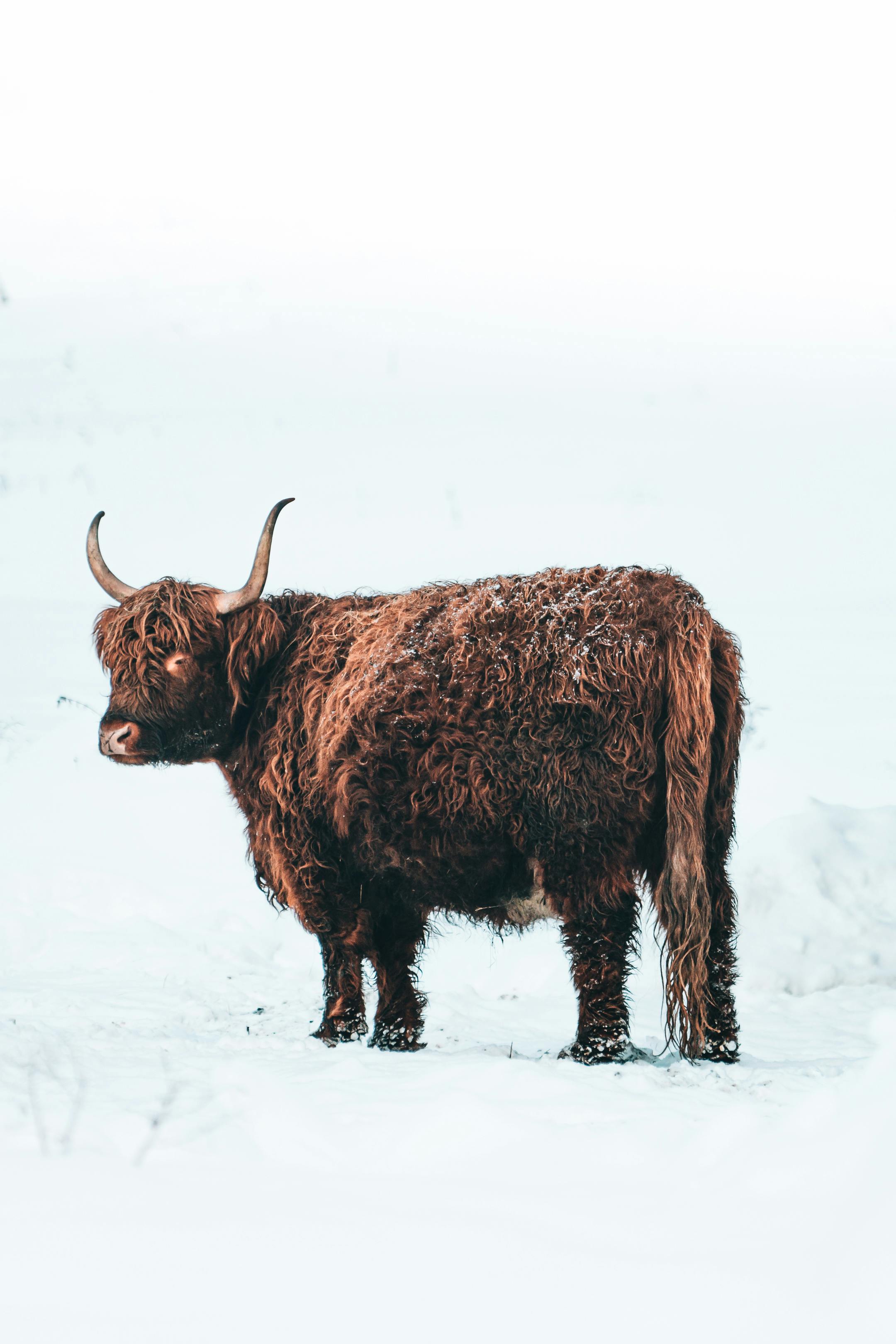 Highland Cow in Snow · Free Stock Photo