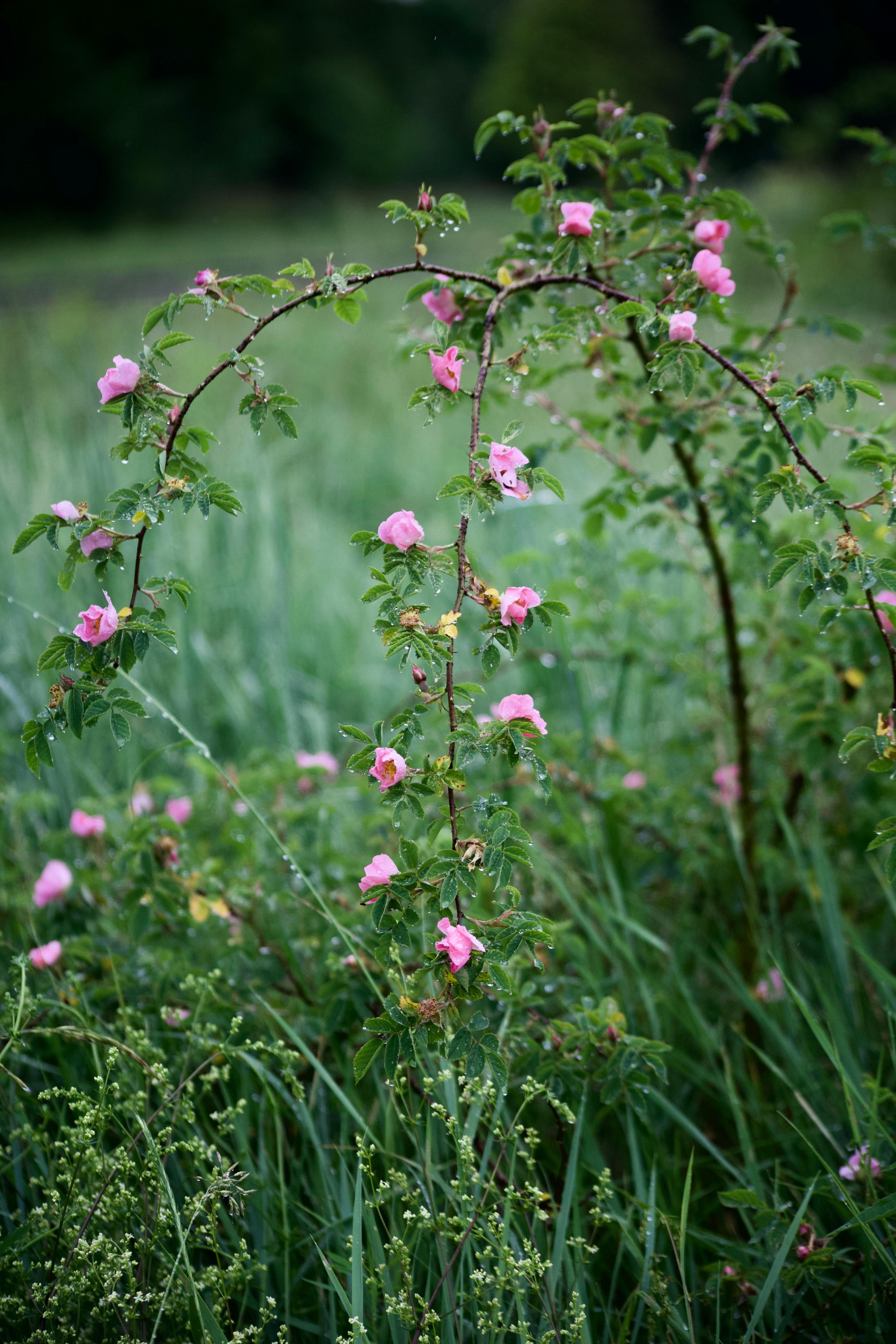 Roses Growing in Meadow · Free Stock Photo