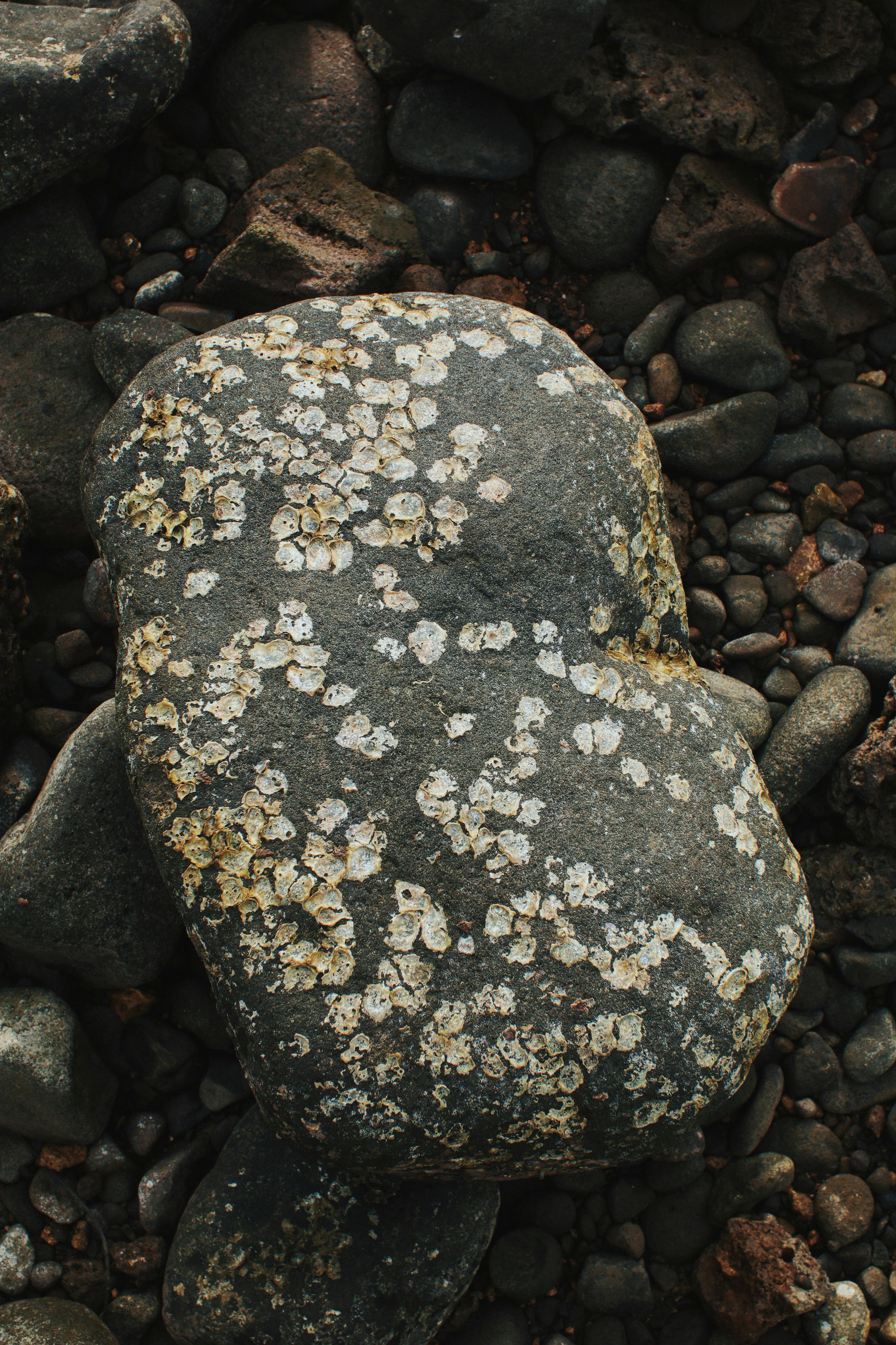 Lichen On Stone Photos, Download The BEST Free Lichen On Stone Stock ...