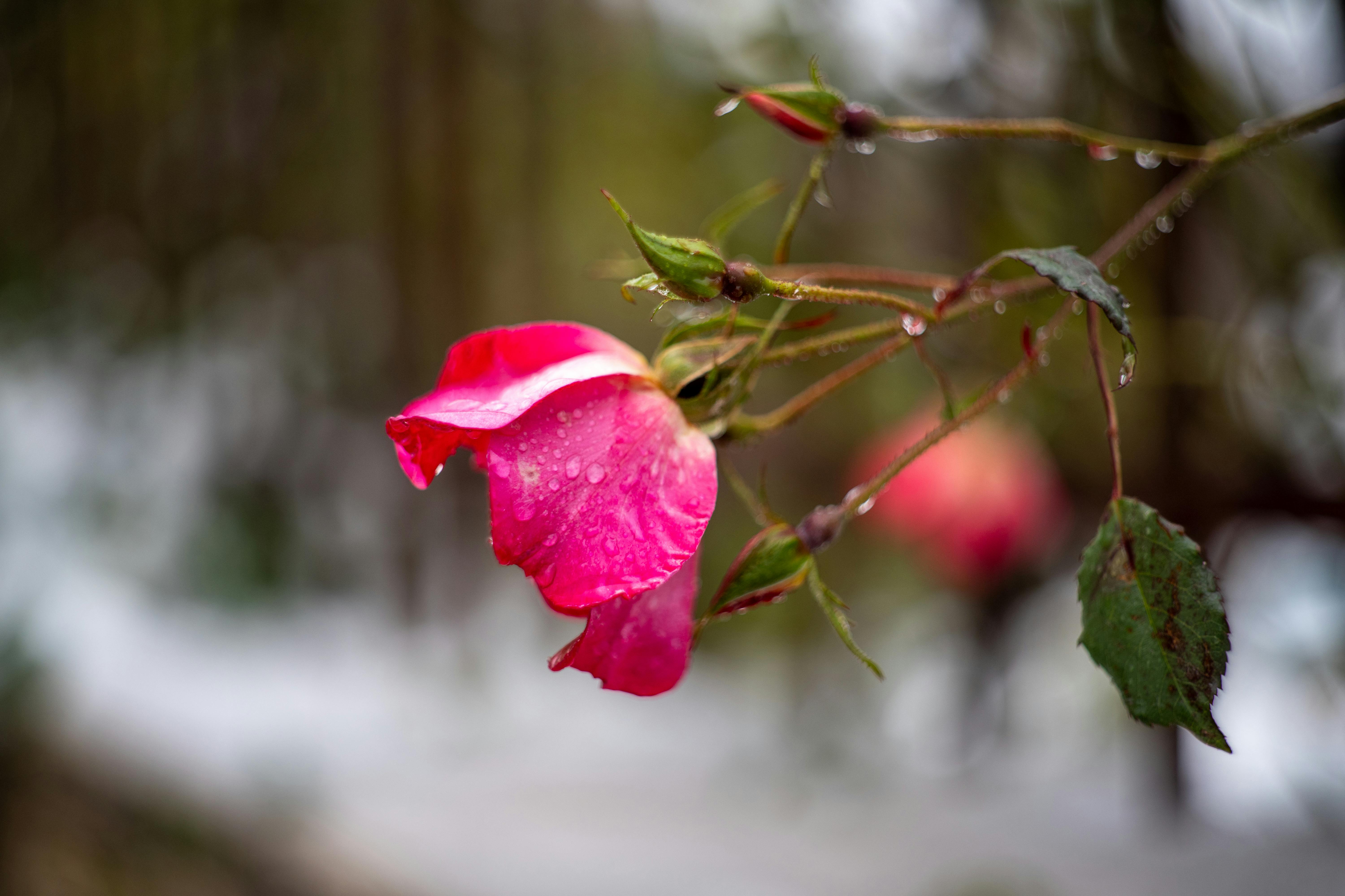 Blooming Rose with Water Droplets · Free Stock Photo