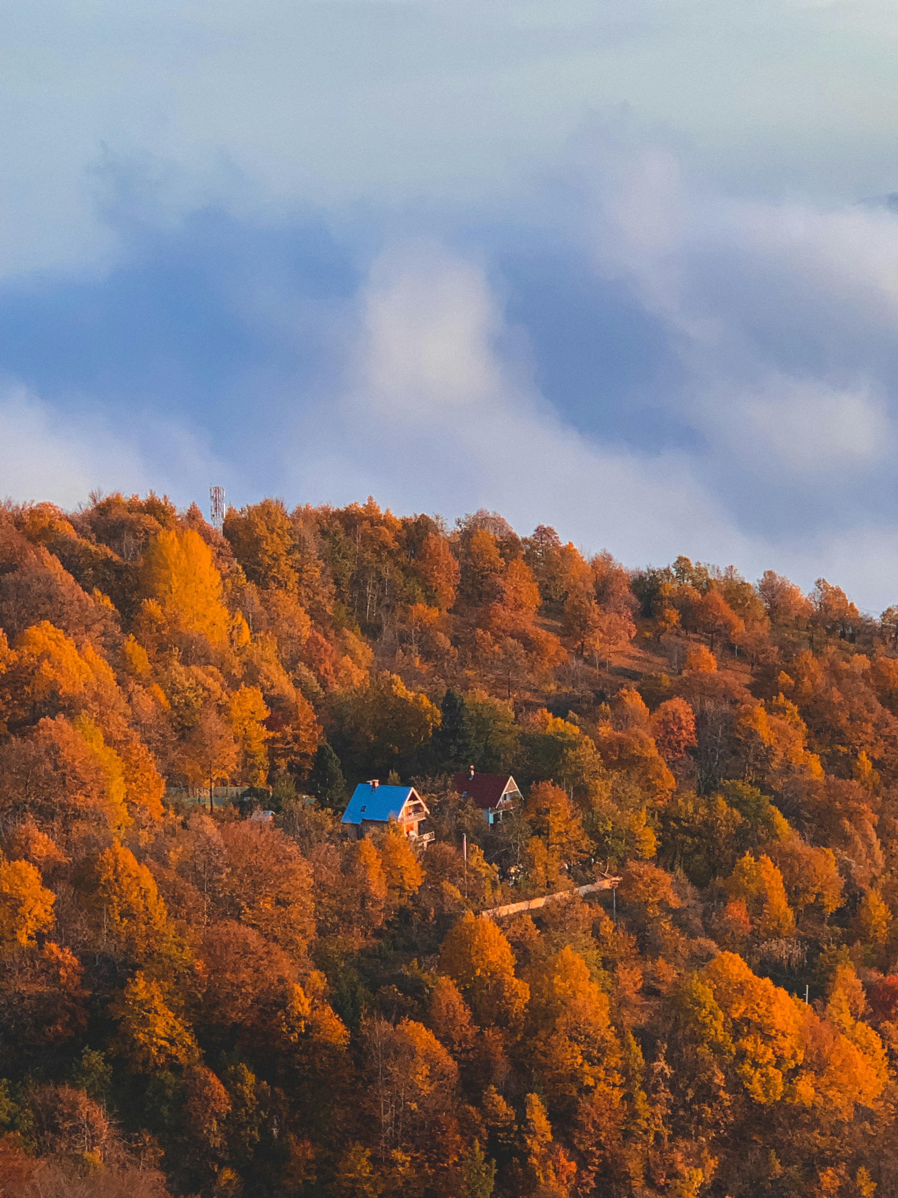 Houses Surrounded by Trees · Free Stock Photo