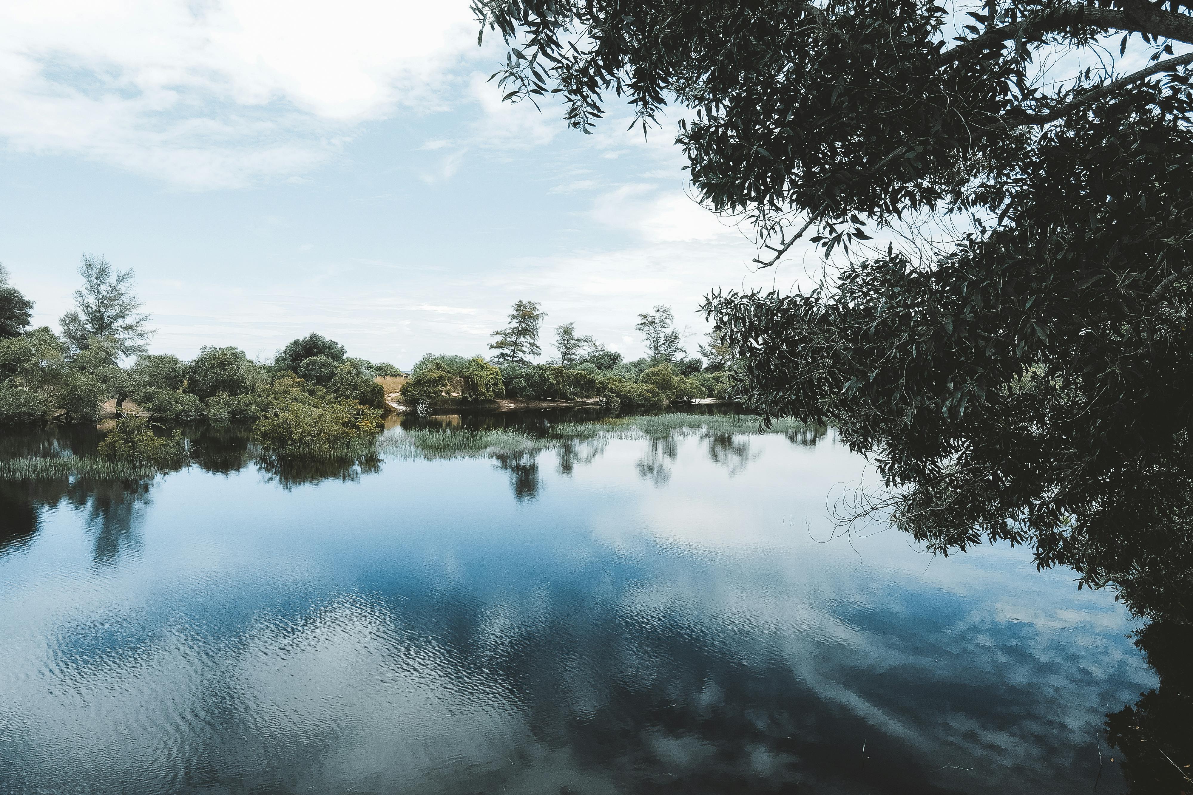 Trees Growing near River · Free Stock Photo