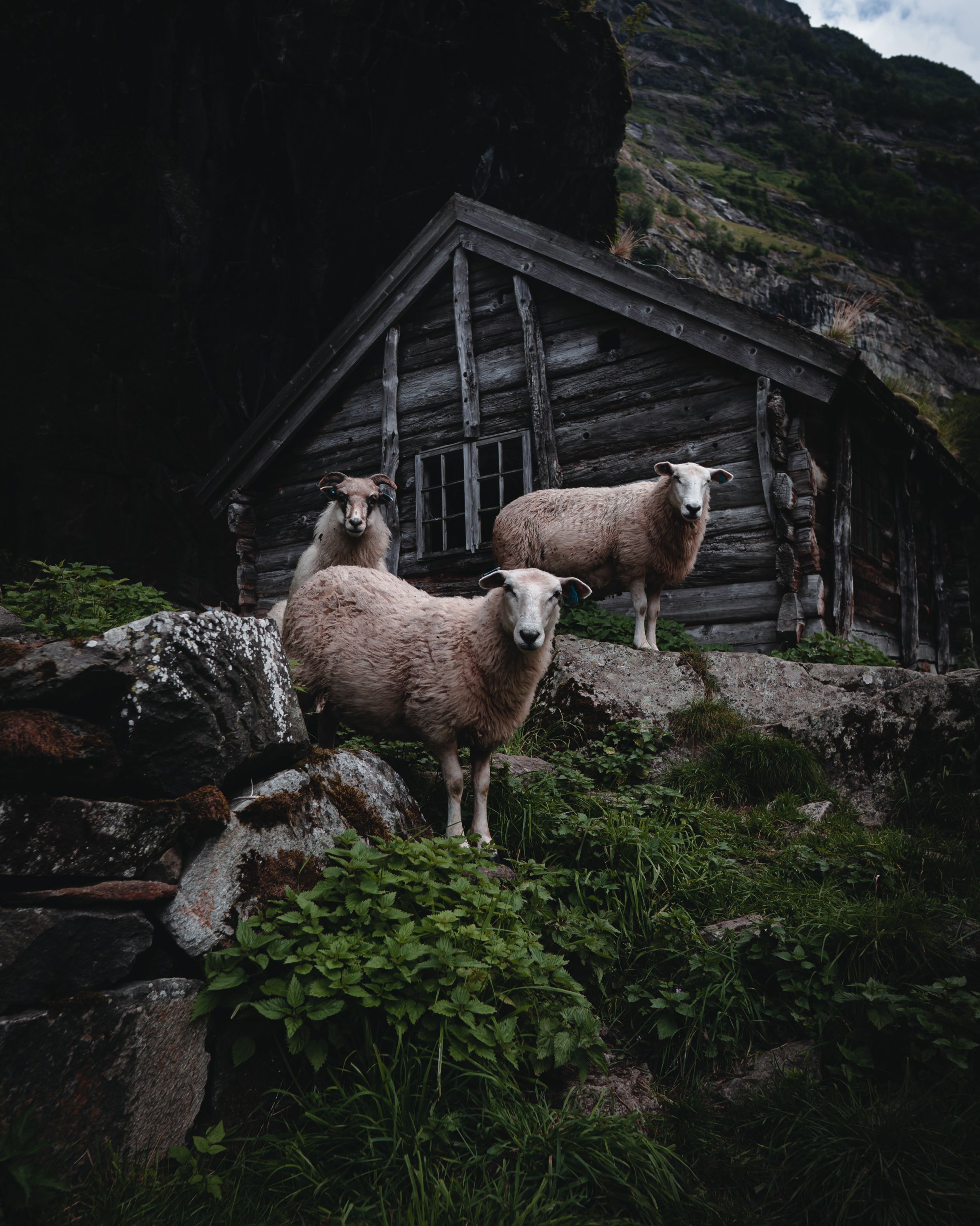Herd of Sheep on Gray Rocks · Free Stock Photo