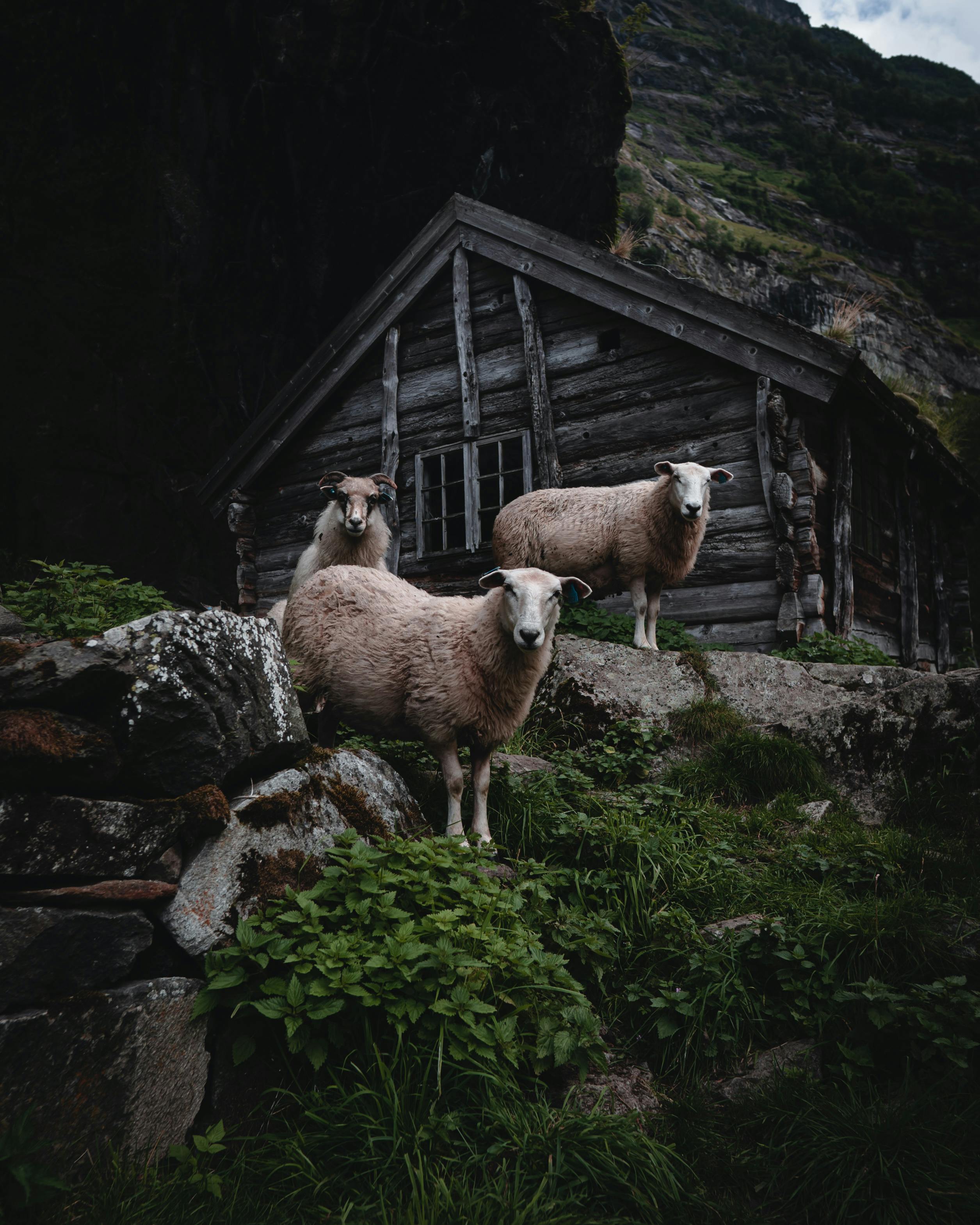 Ruminant Animals Photos, Download The BEST Free Ruminant Animals Stock ...