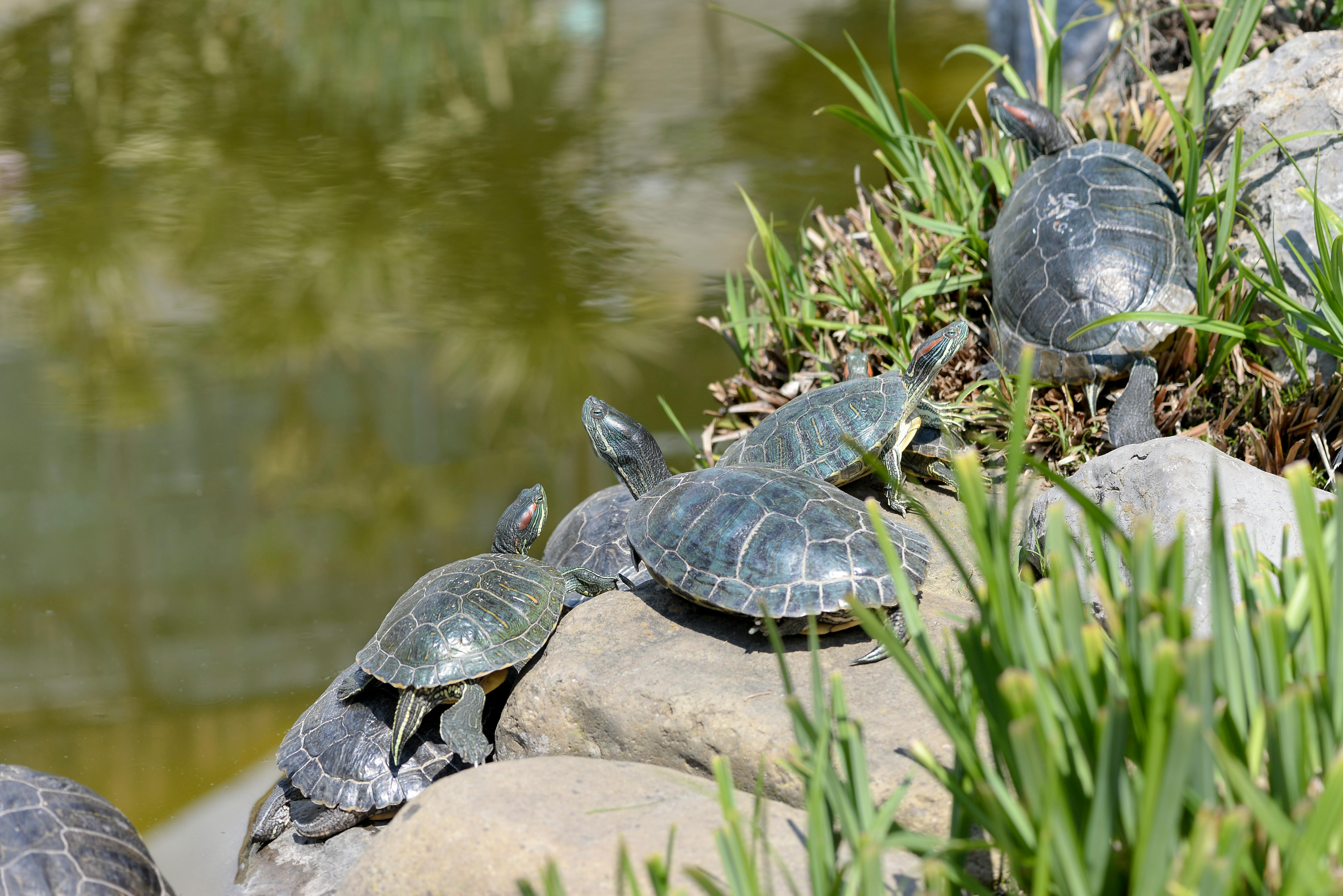 Green Turtles Photos, Download The BEST Free Green Turtles Stock Photos ...
