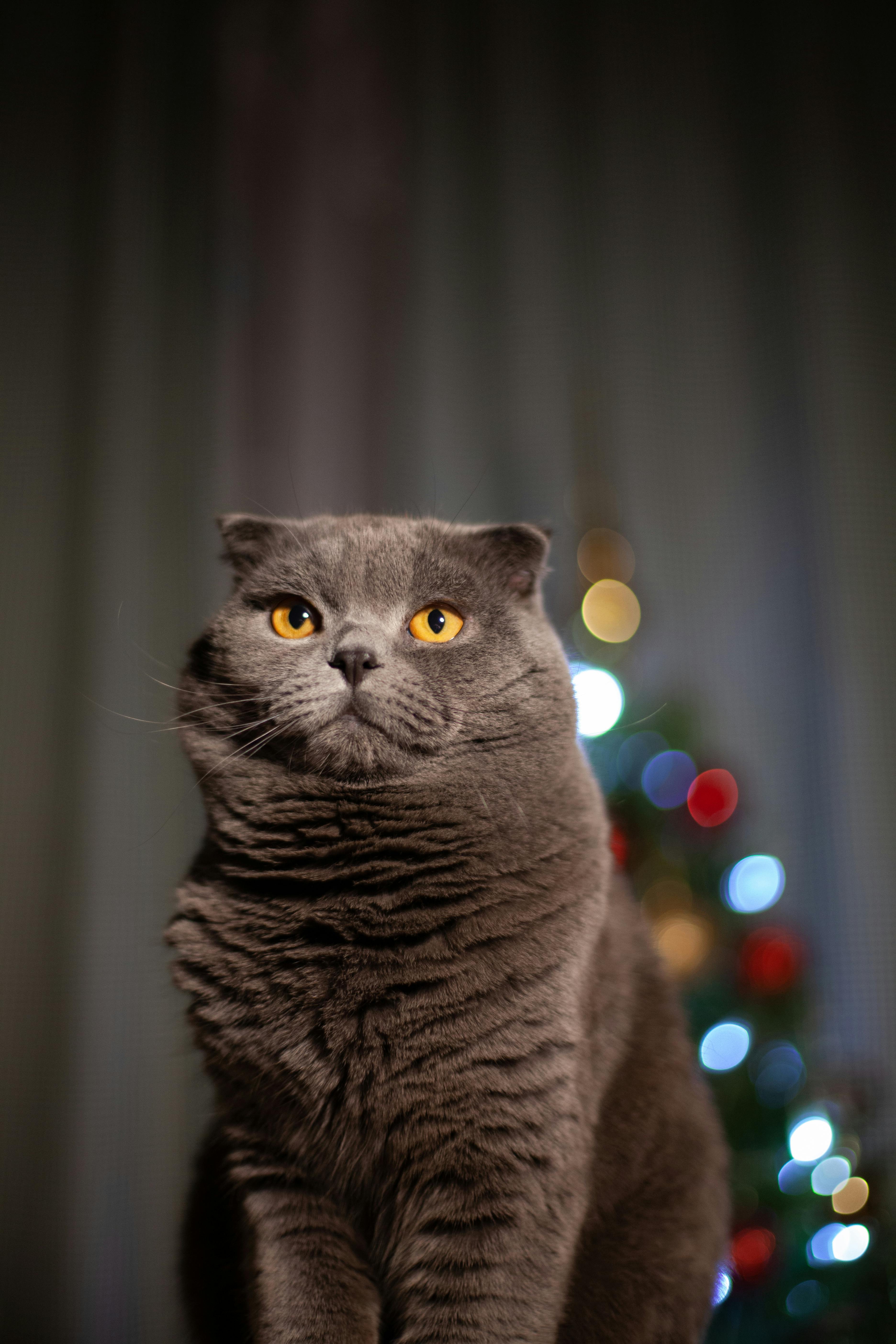 Close Up of a Scottish Fold Cat · Free Stock Photo