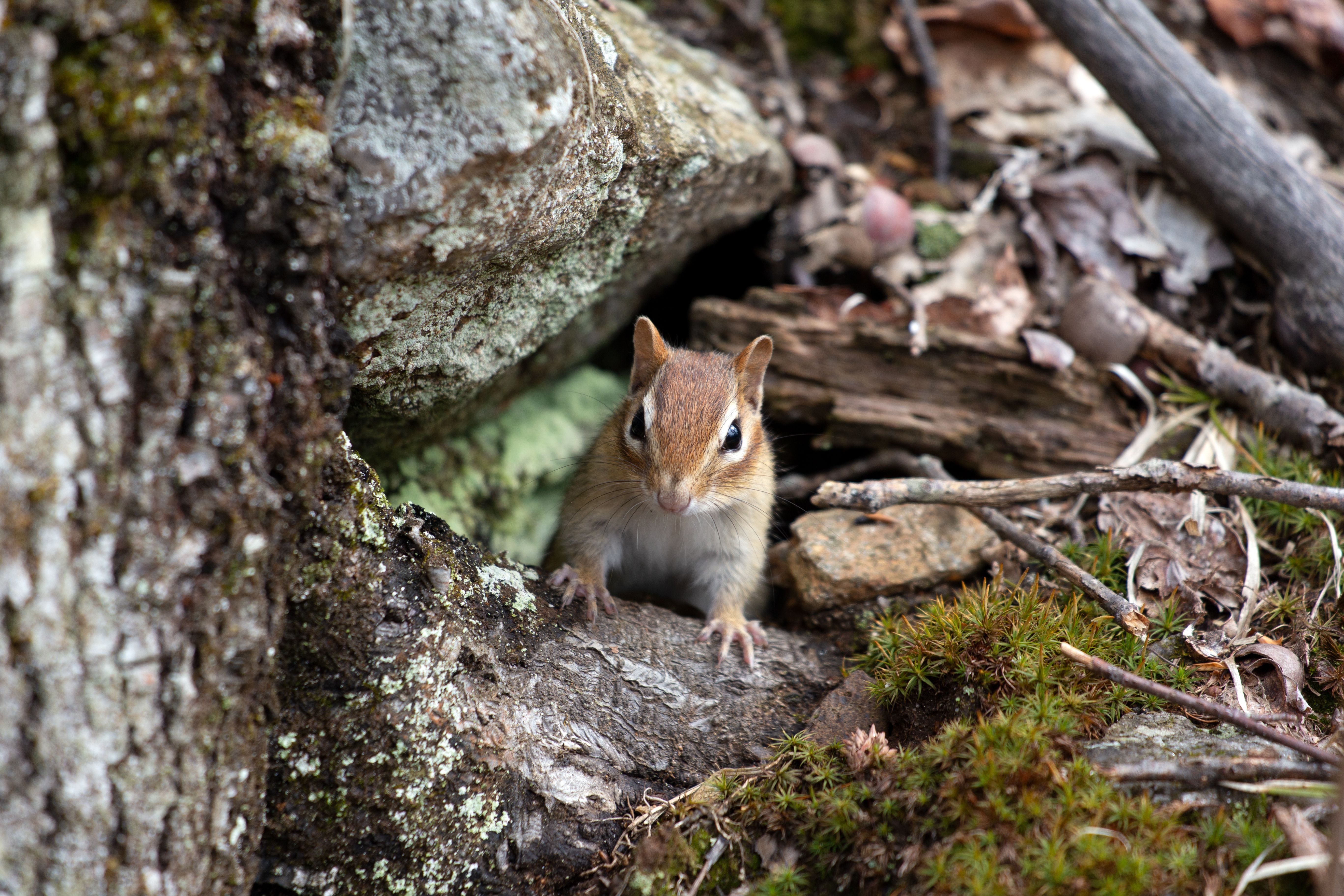 Close-up Photo of Brown and Gray 4-legged Animal Stands on Gray Tree ...